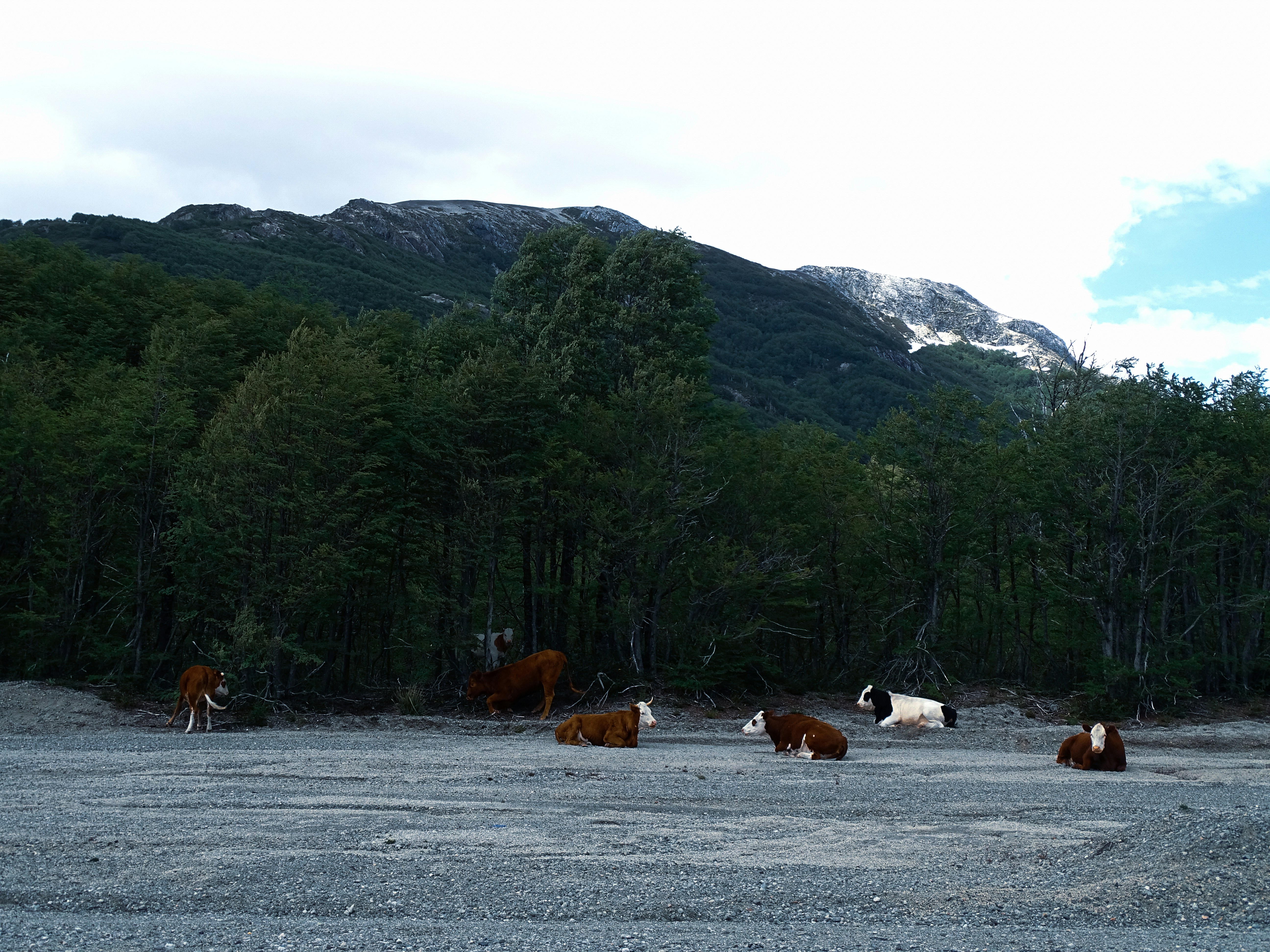 Cows resting on a gravel area surrounded by lush trees with a mountain backdrop.