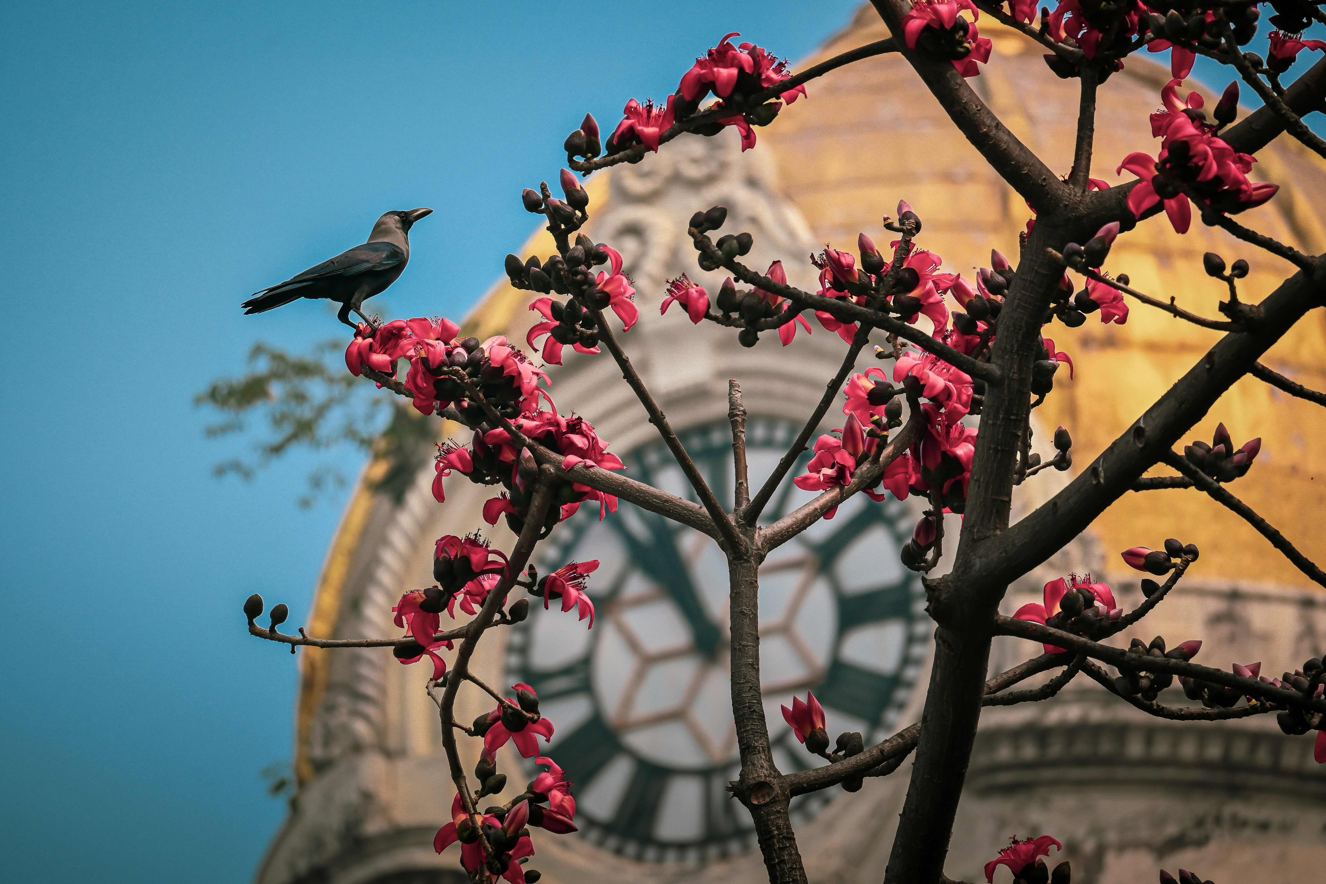 Sparrow Amid Pink Blossoms Framing a Clocktower
