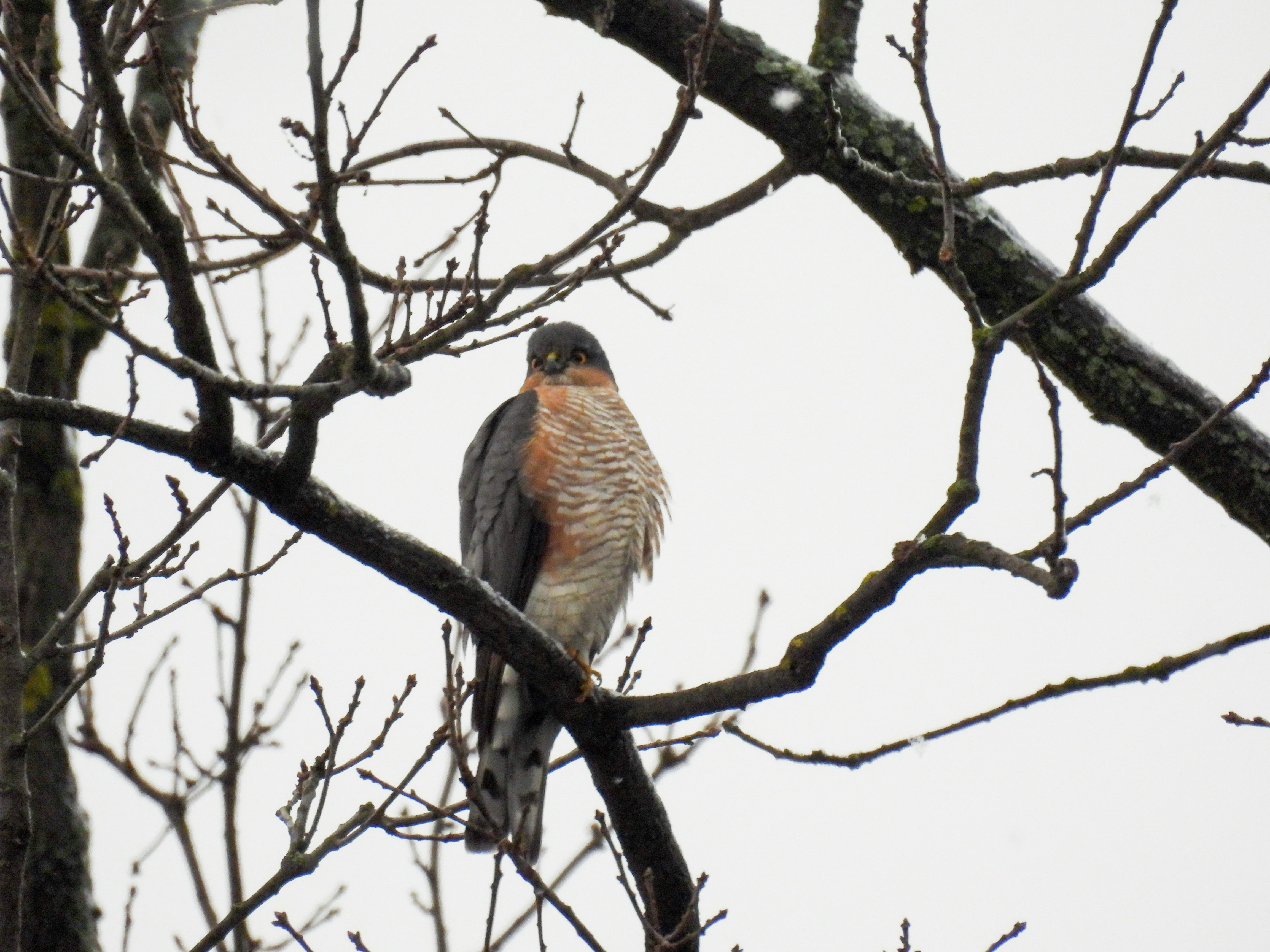 A red-tailed hawk perches on a bare branch against a pale, overcast sky. The raptor is framed by tangled limbs, showcasing a quiet winter moment.