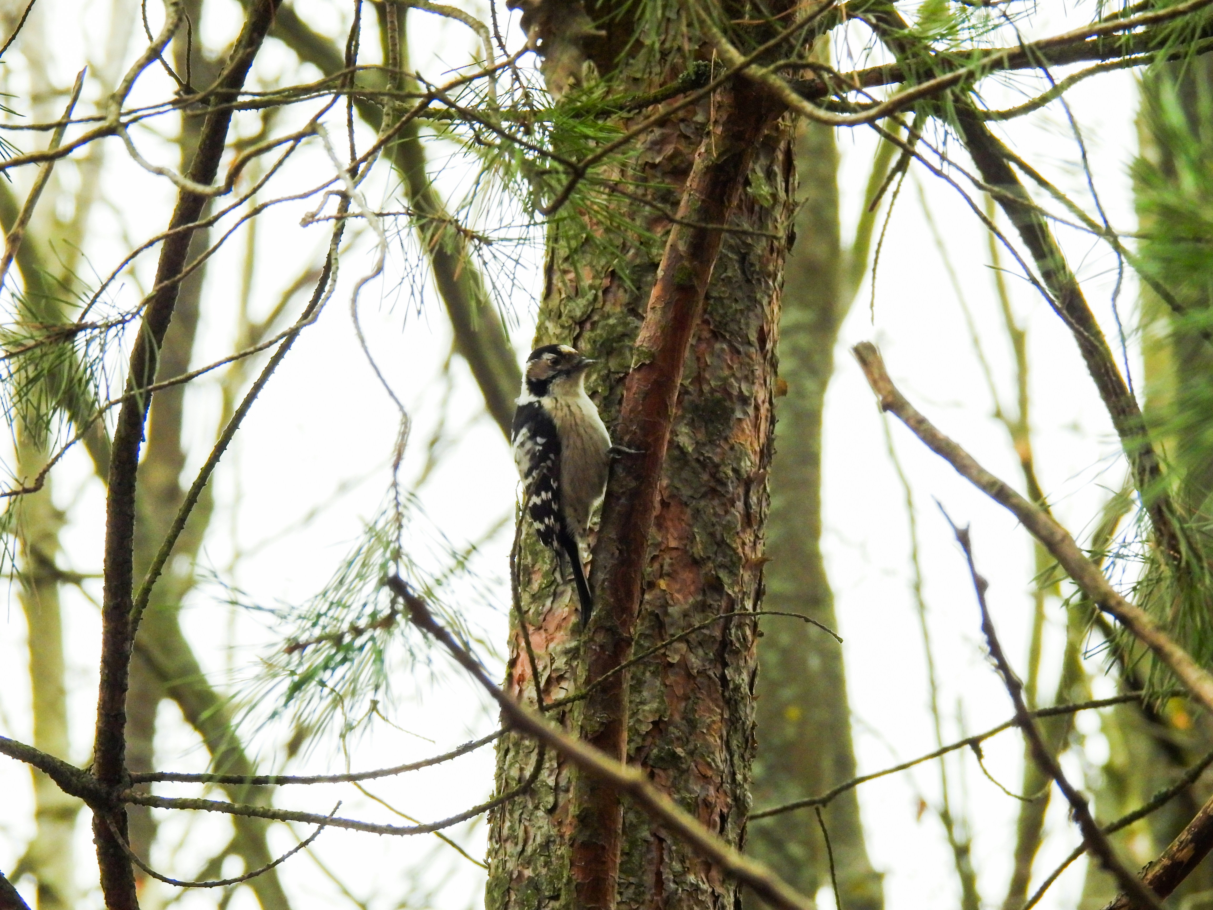 Centered on Bark: A Woodpecker Clings to Mossy Trunk in Dappled Light