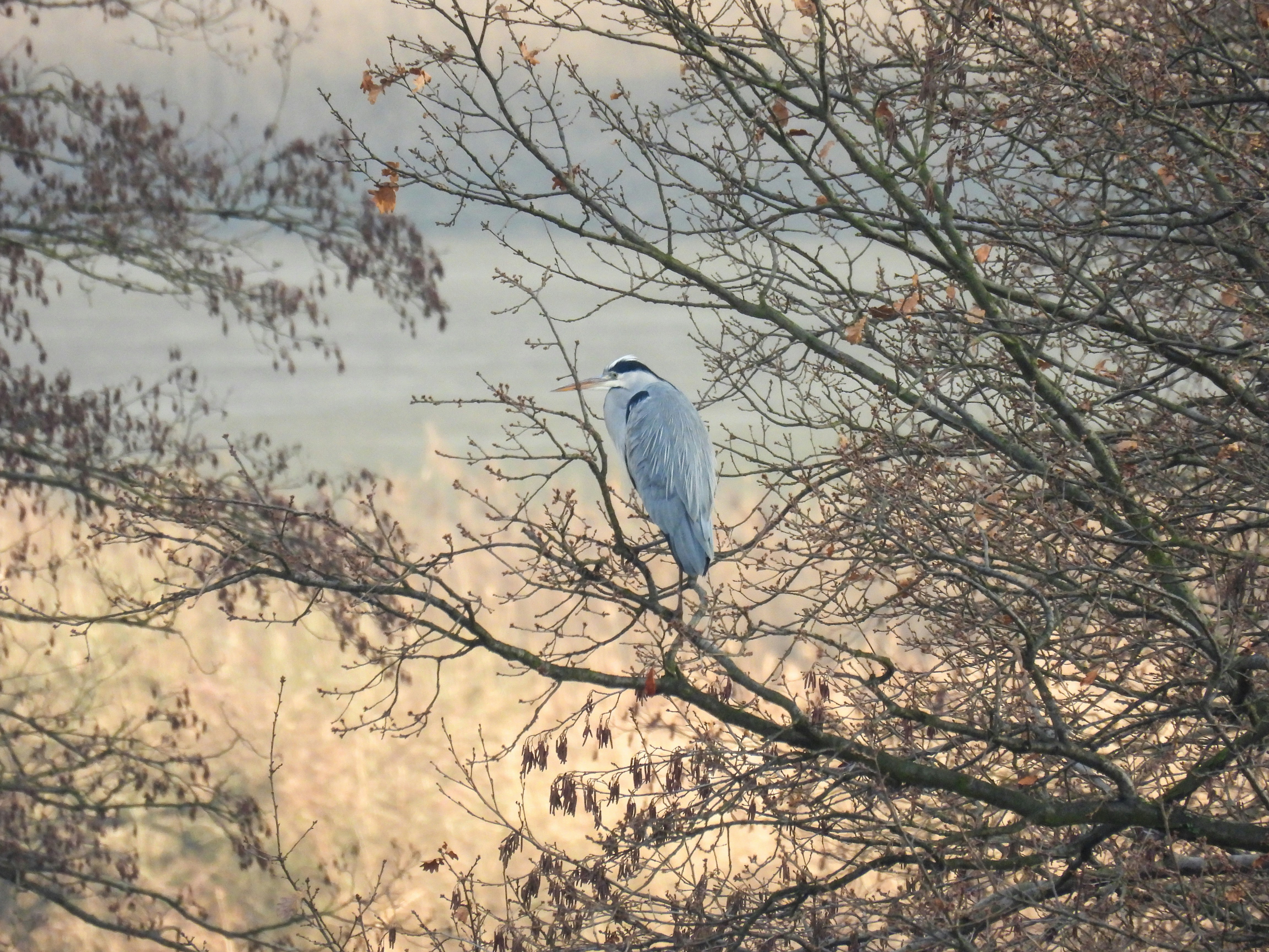 a blue bird perched on top of a tree branch