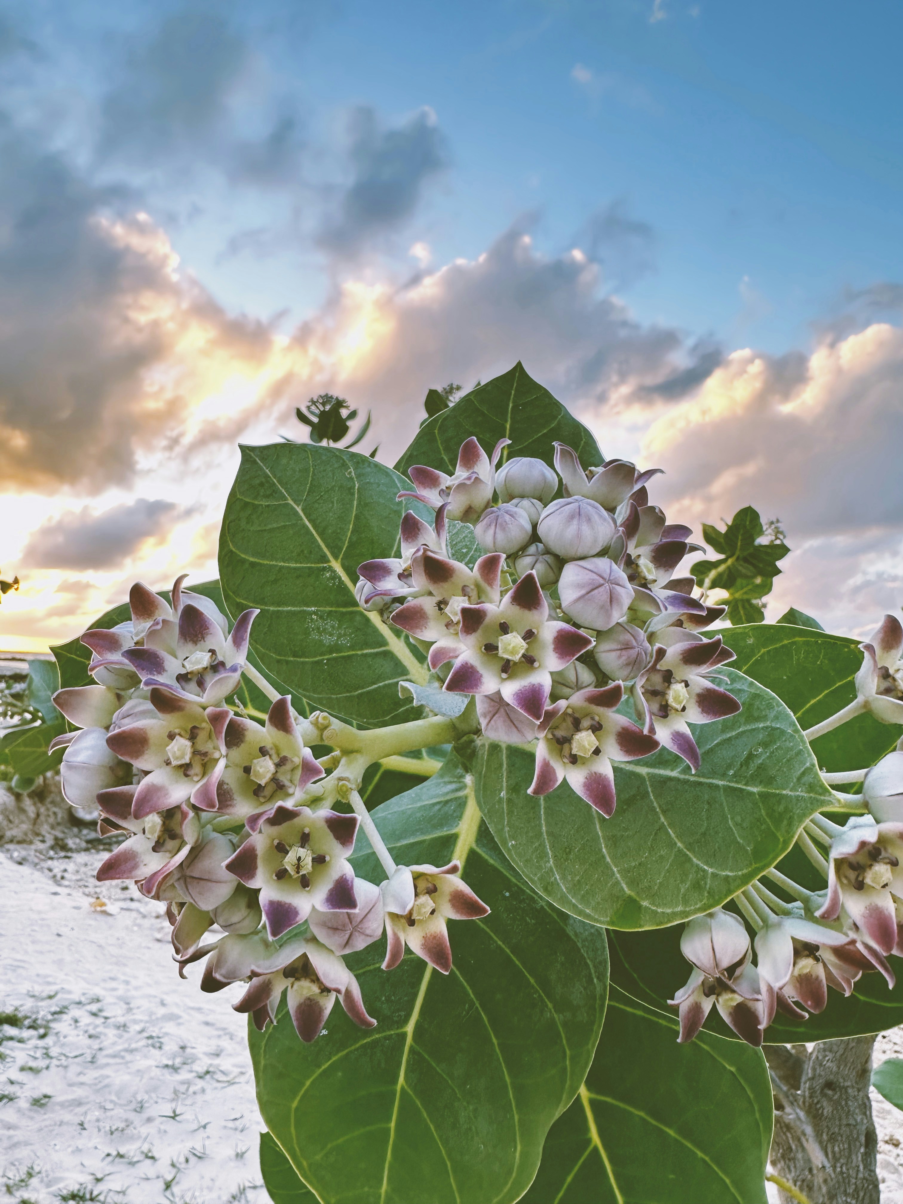 Sunlit hydrangea-like clusters bloom against a coastal sunset