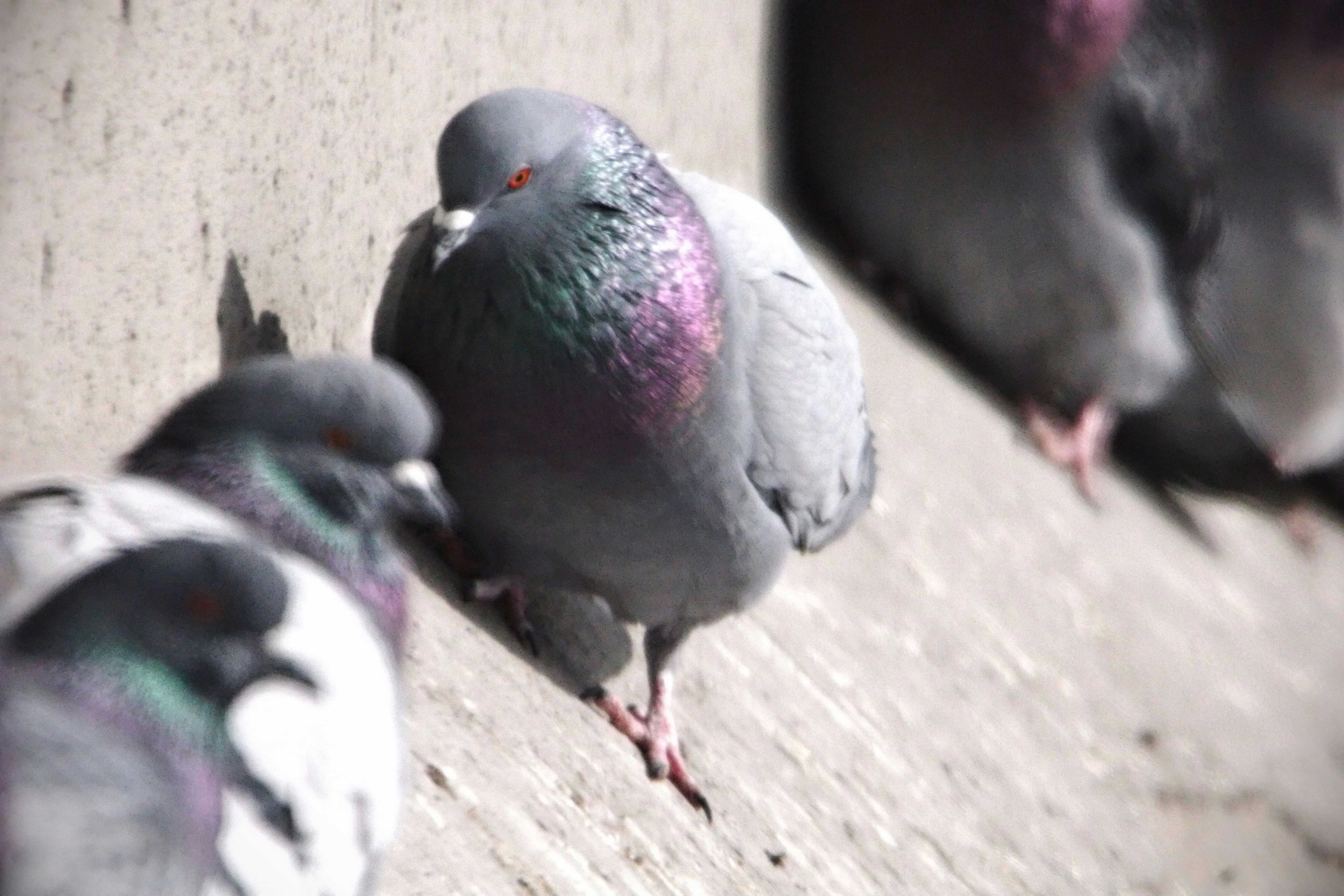 A group of pigeons standing next to each other photo – Free Animal ...