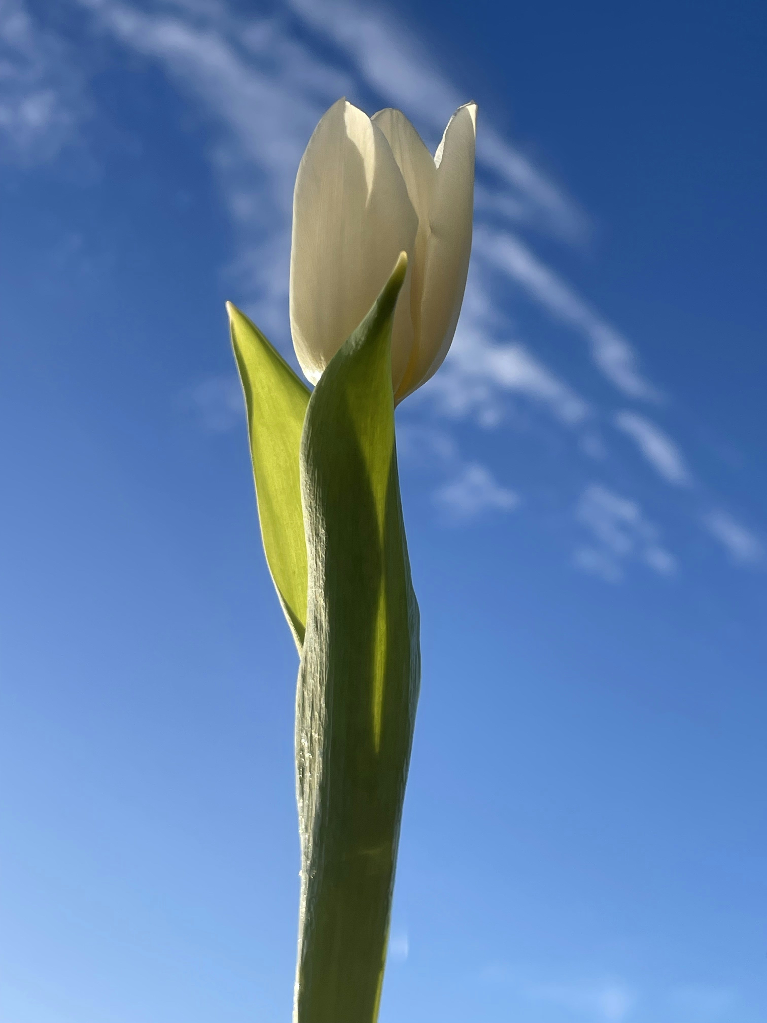 Journey Through Time: The Fascinating History of Tulips from Wildflower ...