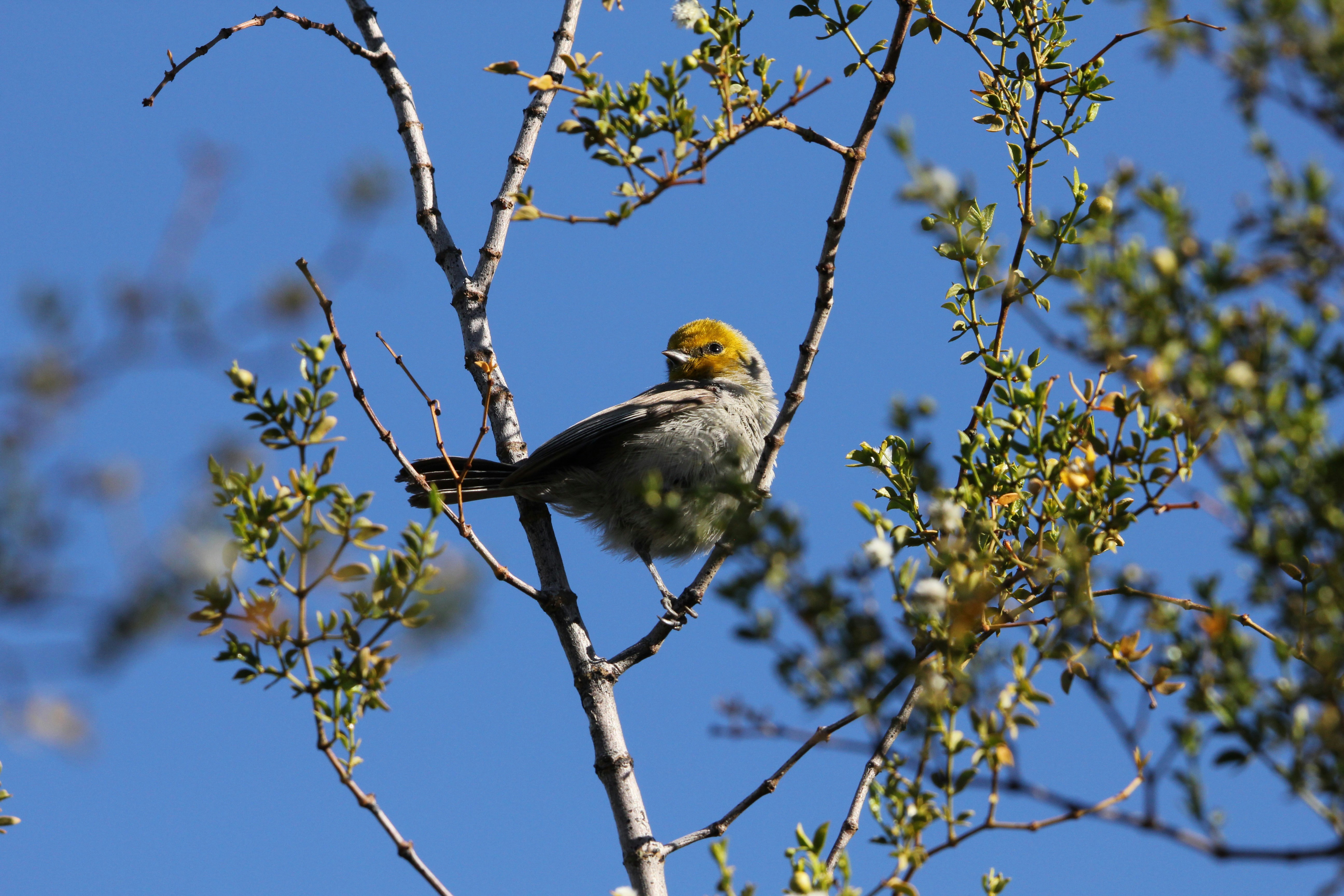 Azure Perch: Yellow-headed Bird on a Sunlit Twig Against a Clear Blue Sky