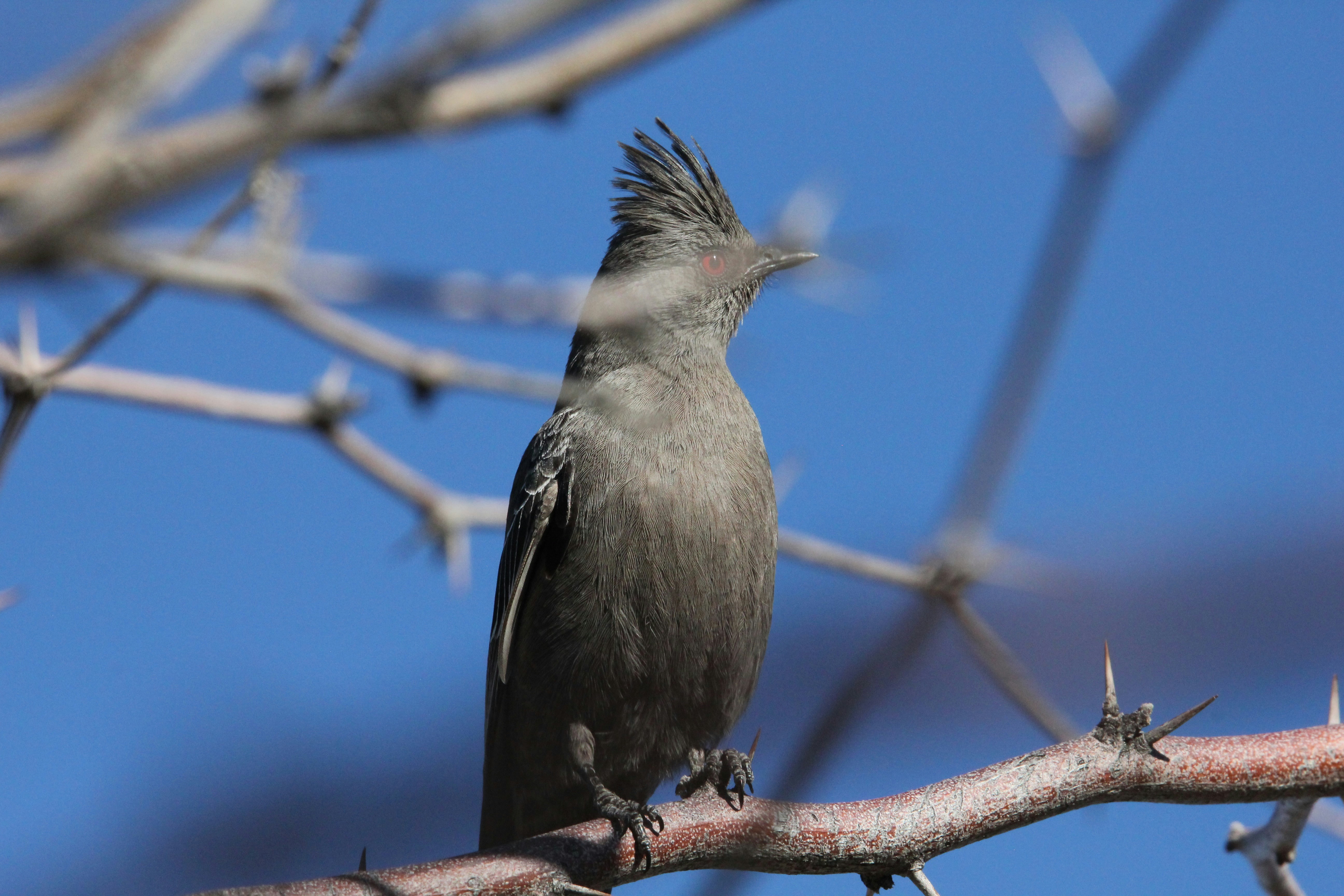 Crested Perch Amidst Thorny Branches