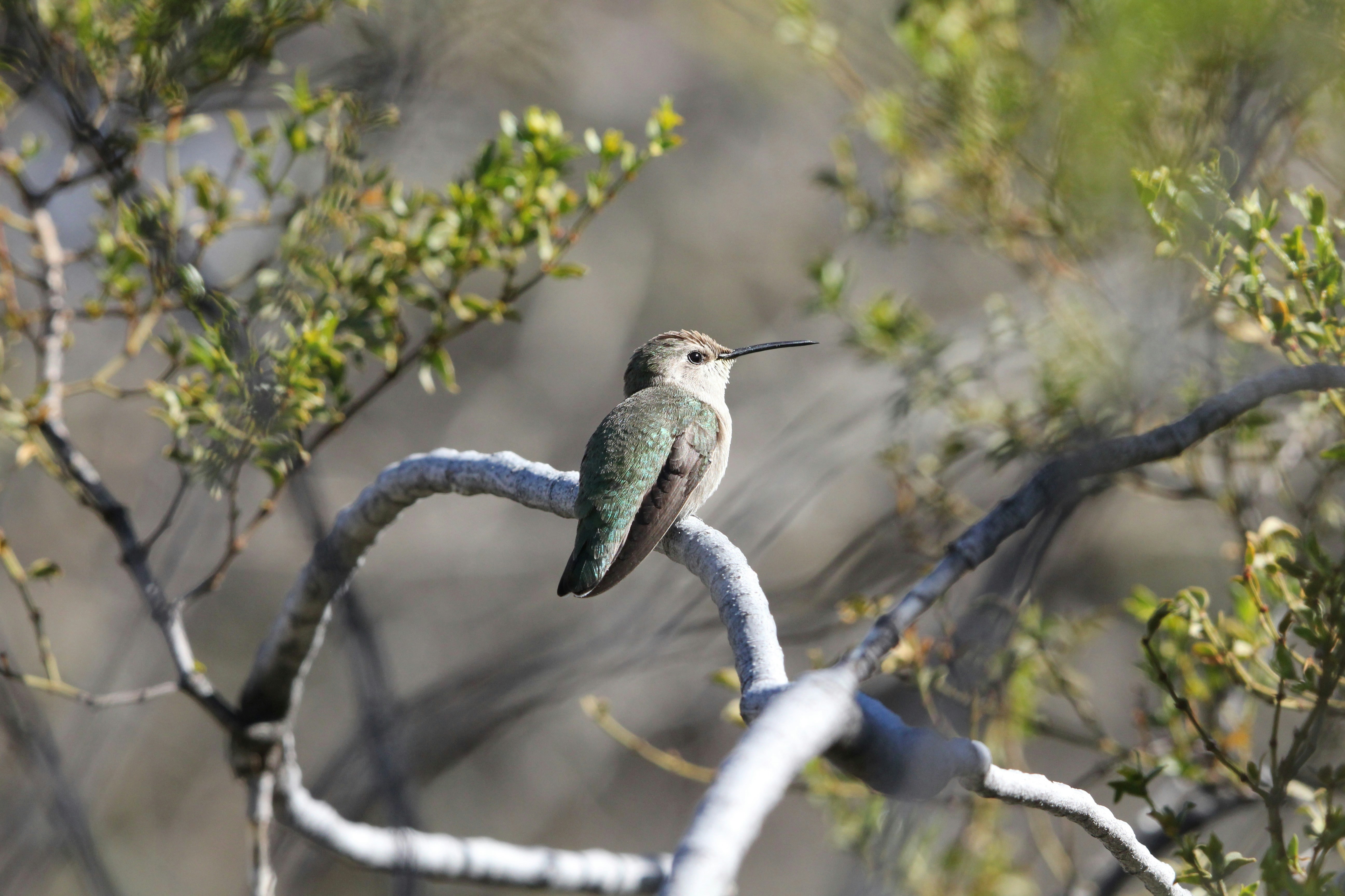 Perched Green-tailed Hummingbird Amid Pale, Curved Branches