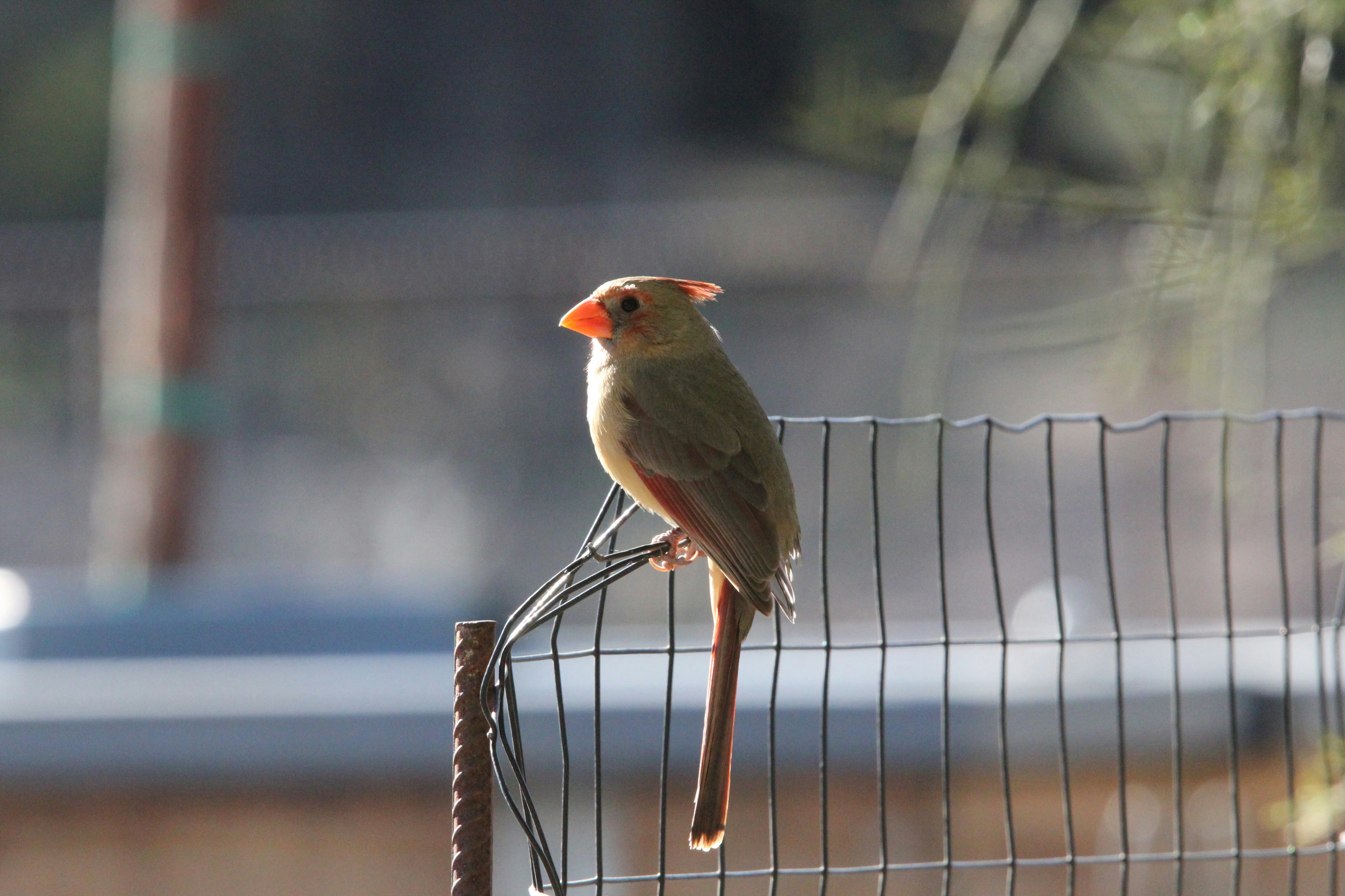 A female Pyrrhuloxia resting on a fence. | a small bird perched on top of a wire fence