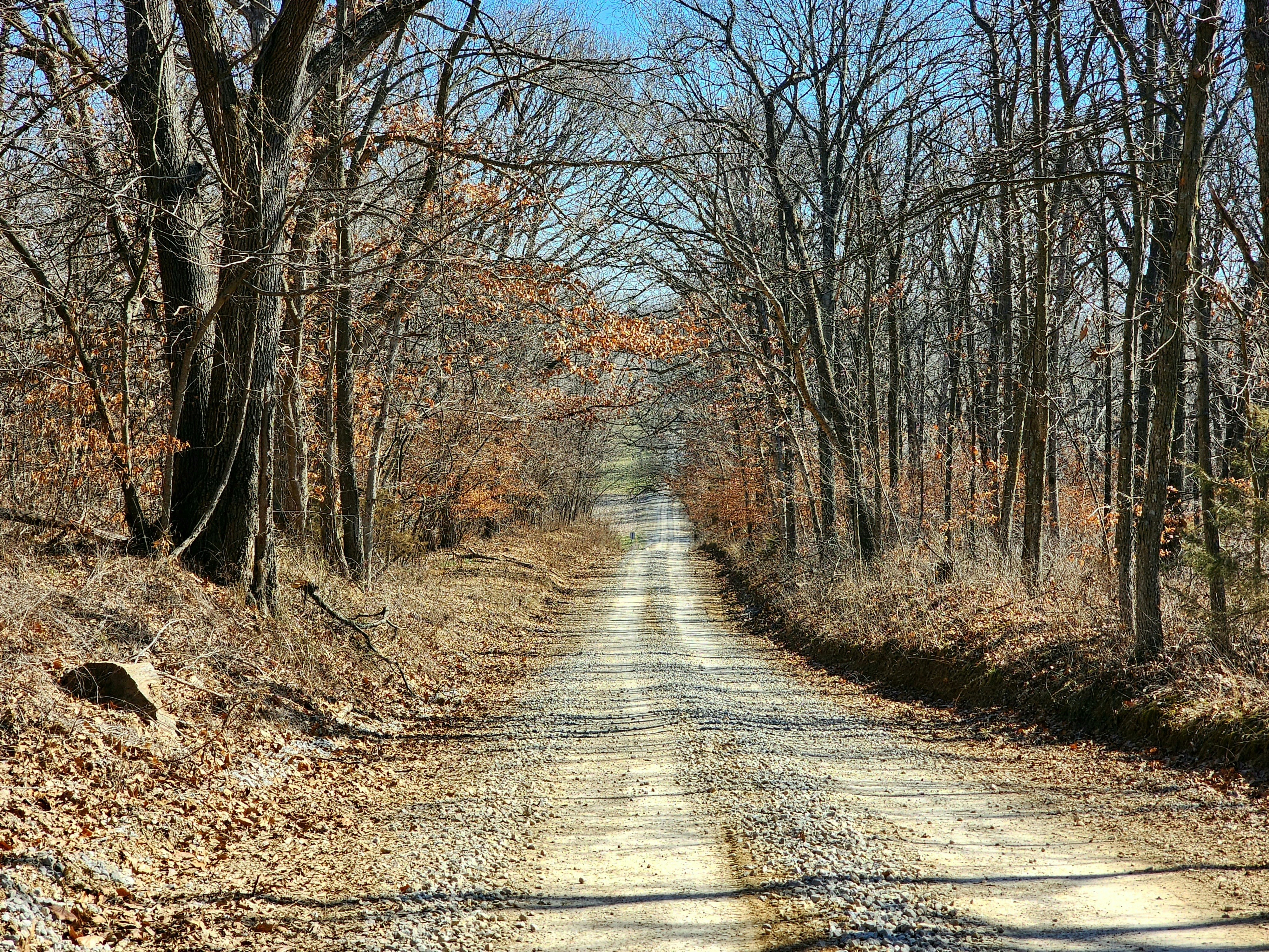a dirt road in the middle of a wooded area