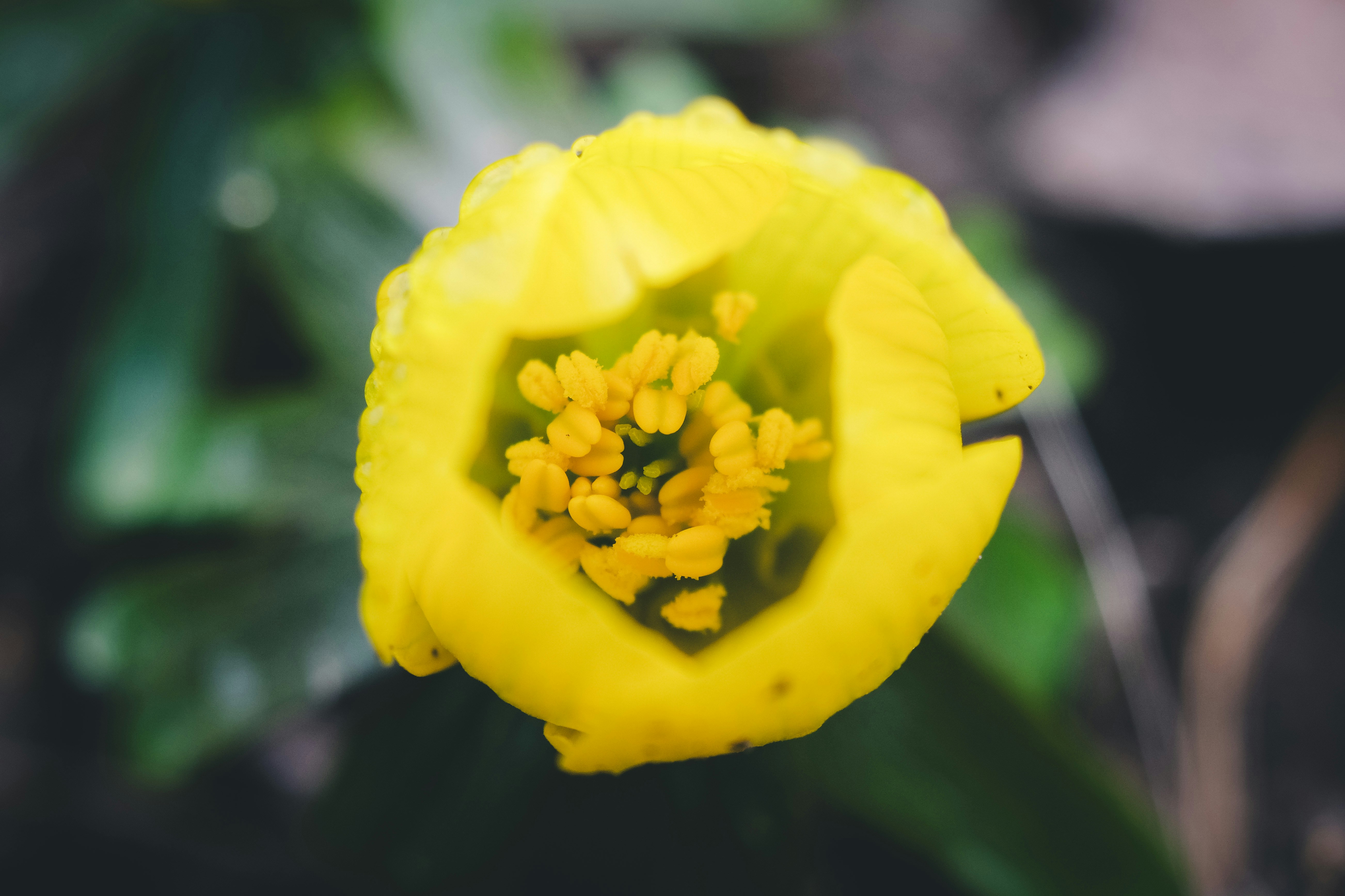 Yellow flower with tightly clustered petals and dark green leaves.