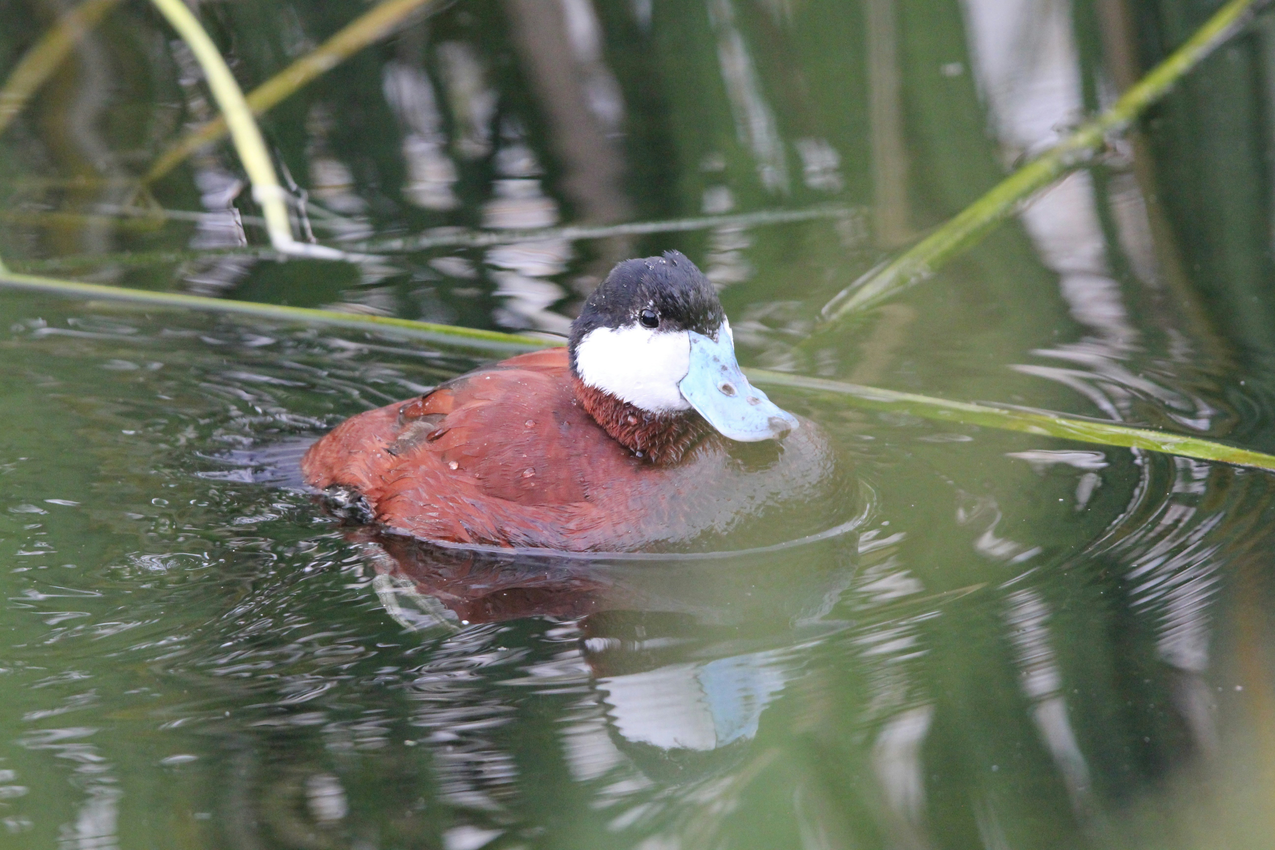 Red-brown Muskrat Duck Gliding Through Quiet Green Reflections
