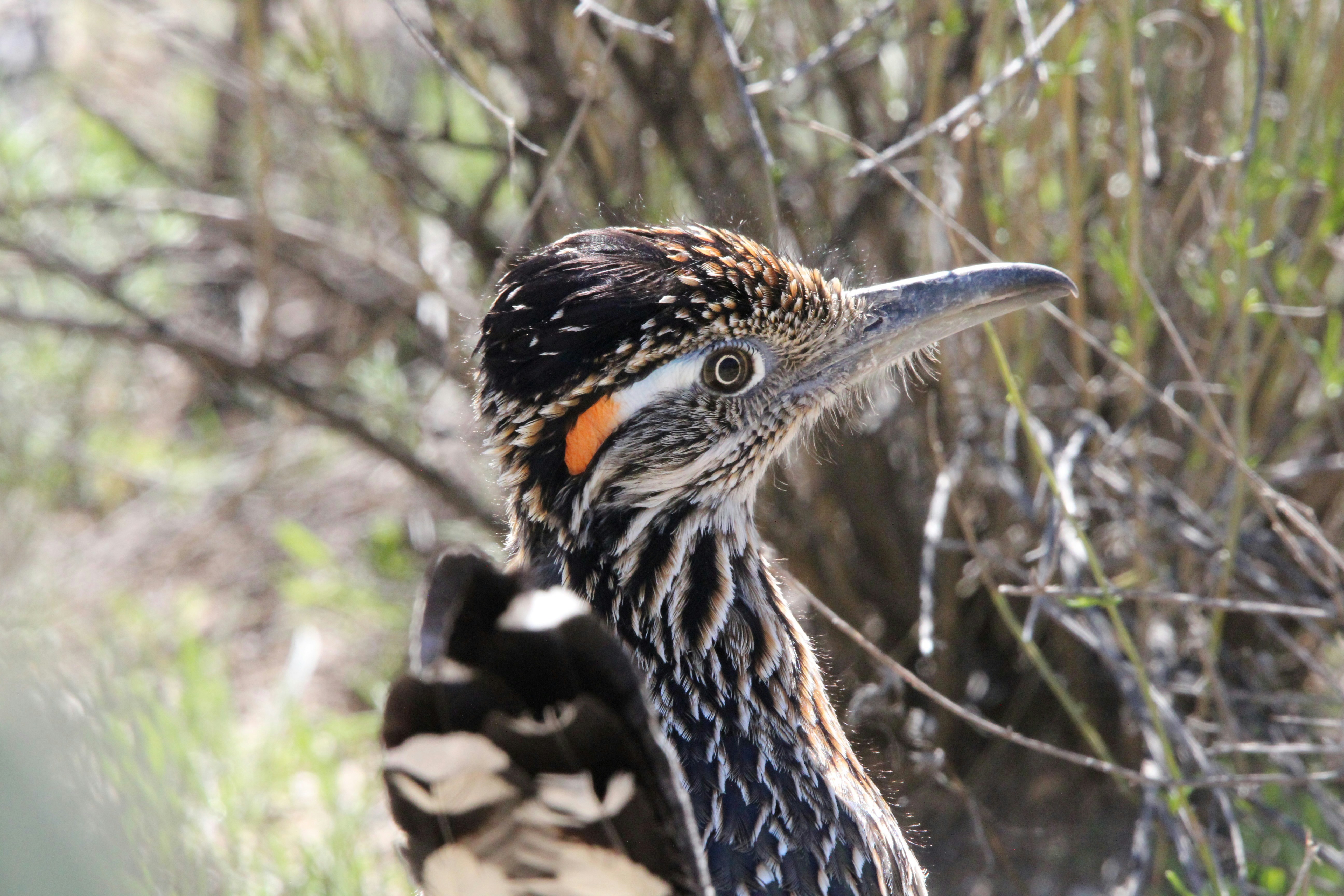 A close up of a bird near a tree photo – Free Sabino canyon recreation ...