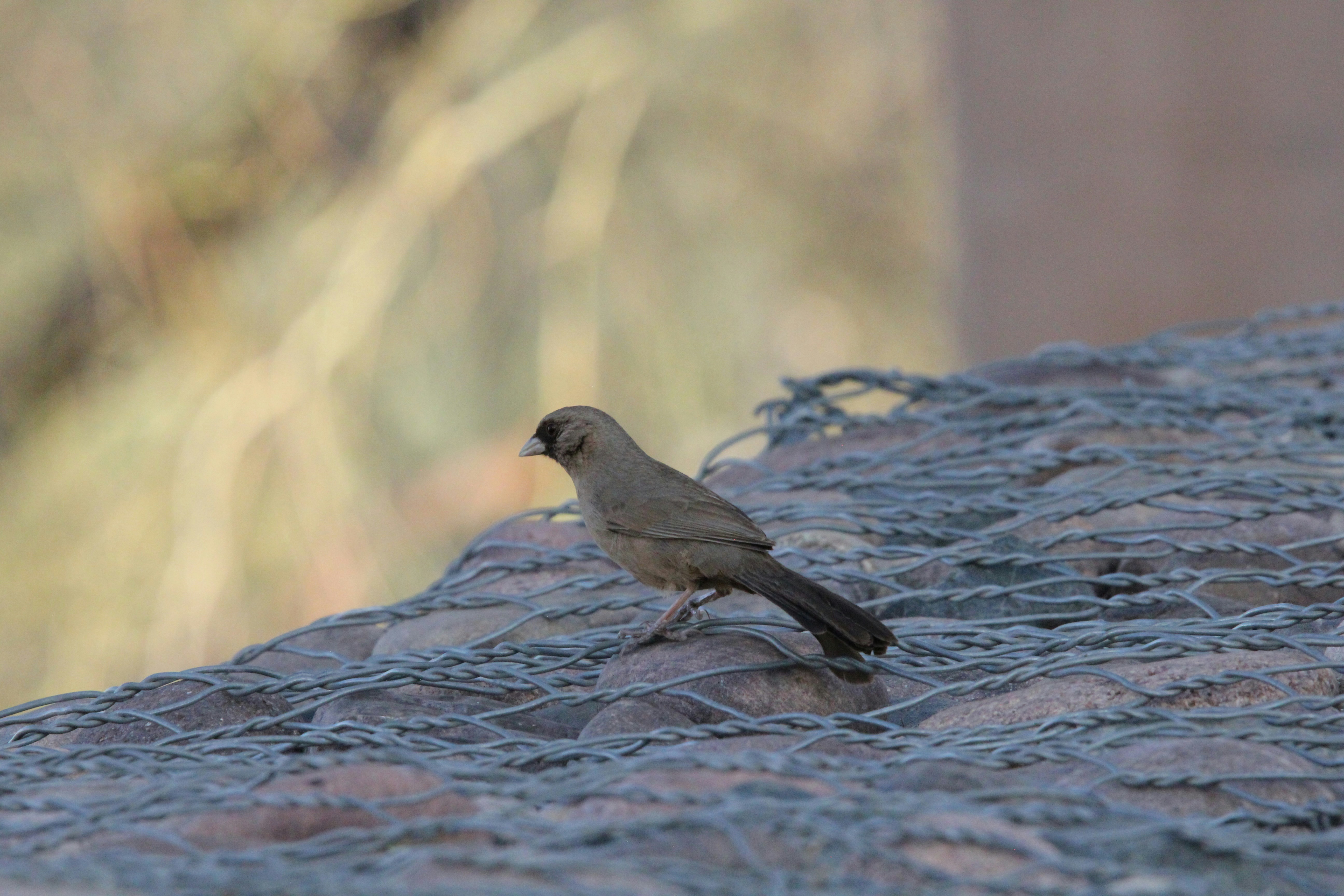 An Abert's Towhee resting in the evening.