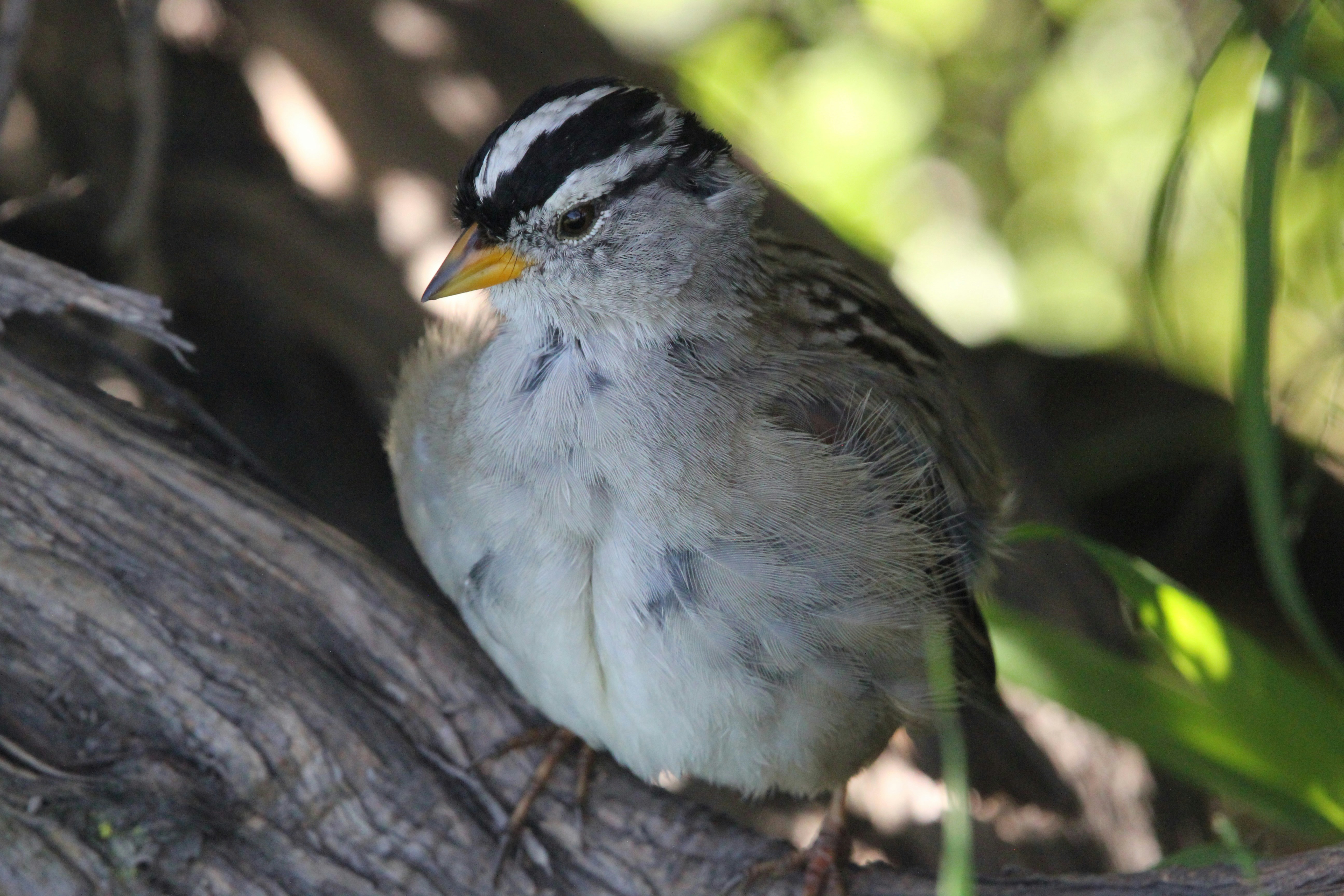 Zebra Finch in Dappled Shade: Quiet Perch on a Sunlit Branch