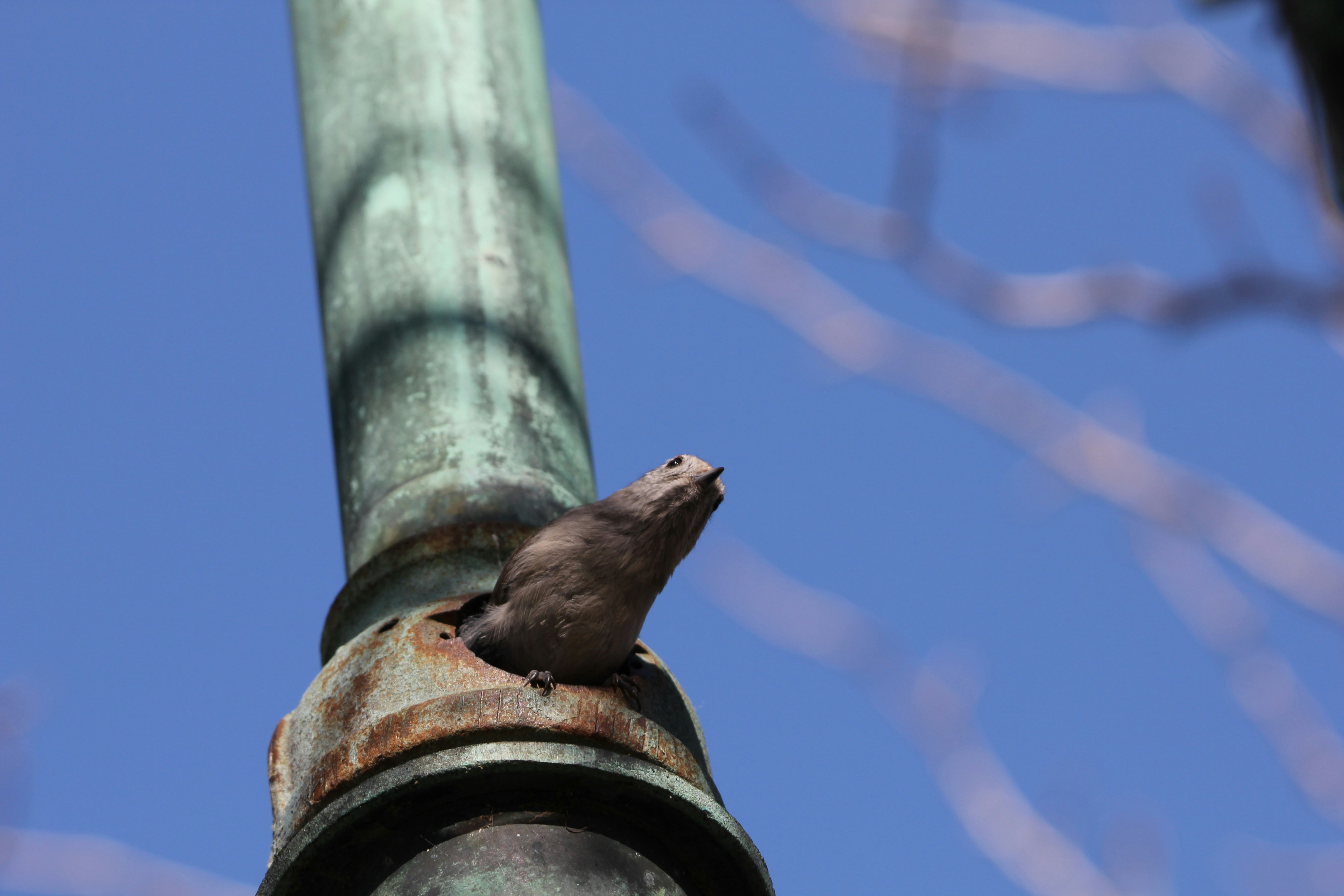 Patina Perch: Sparrow on a Weathered Pipe Under a Cerulean Sky