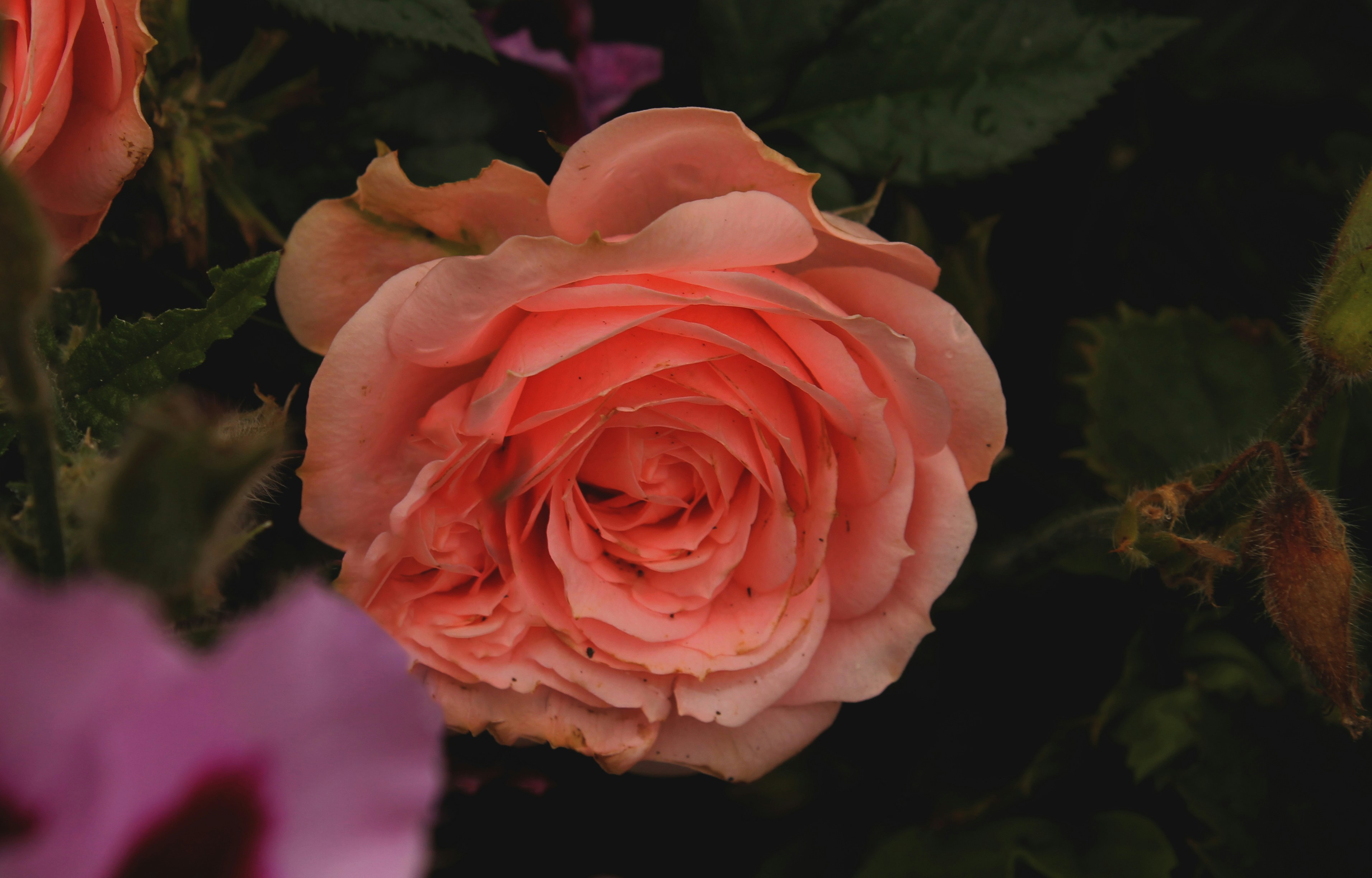 A close up of a pink rose with other flowers in the background photo ...
