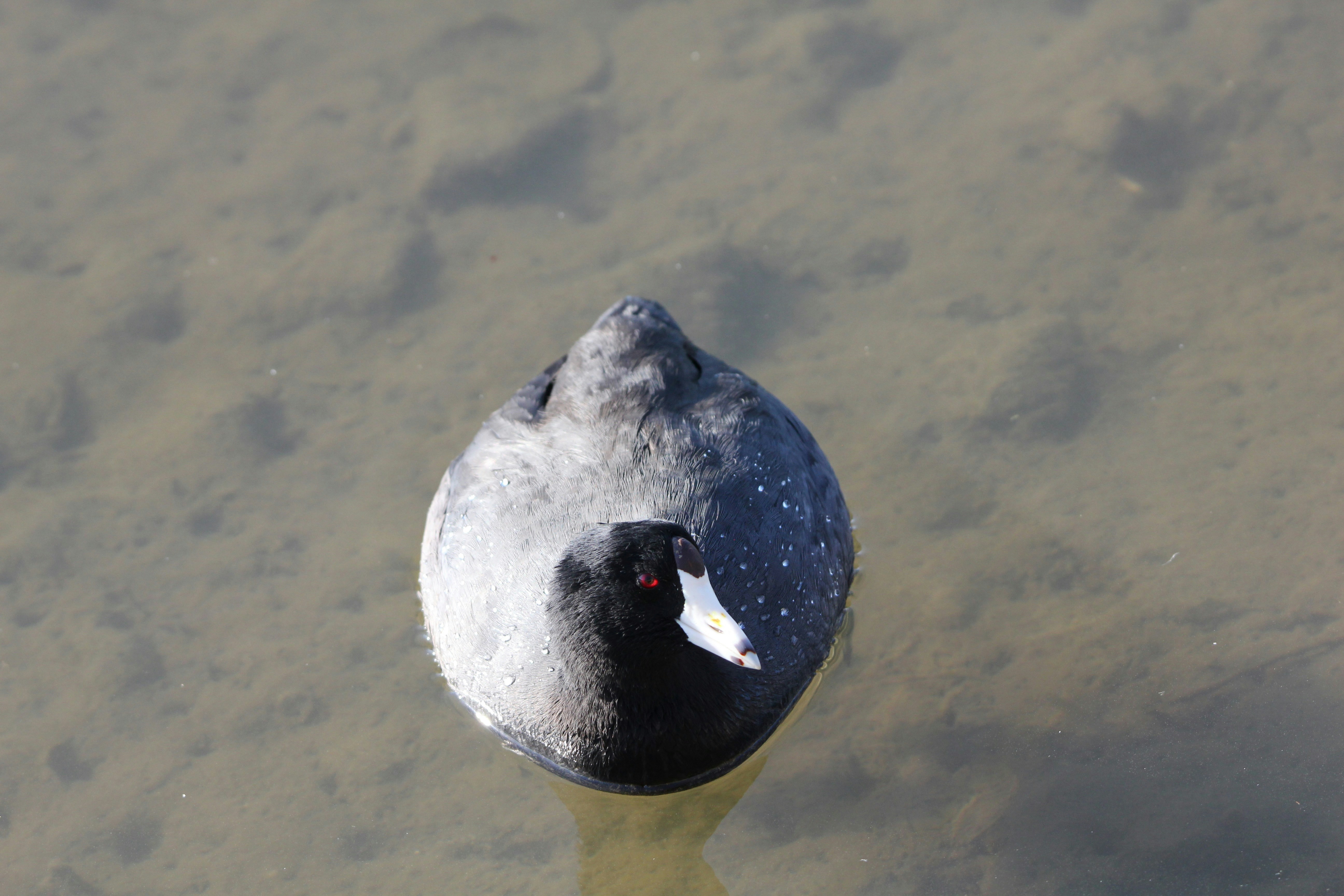 Top-Down Portrait of a Red-Eyed Duck Gliding Through Shallow Water