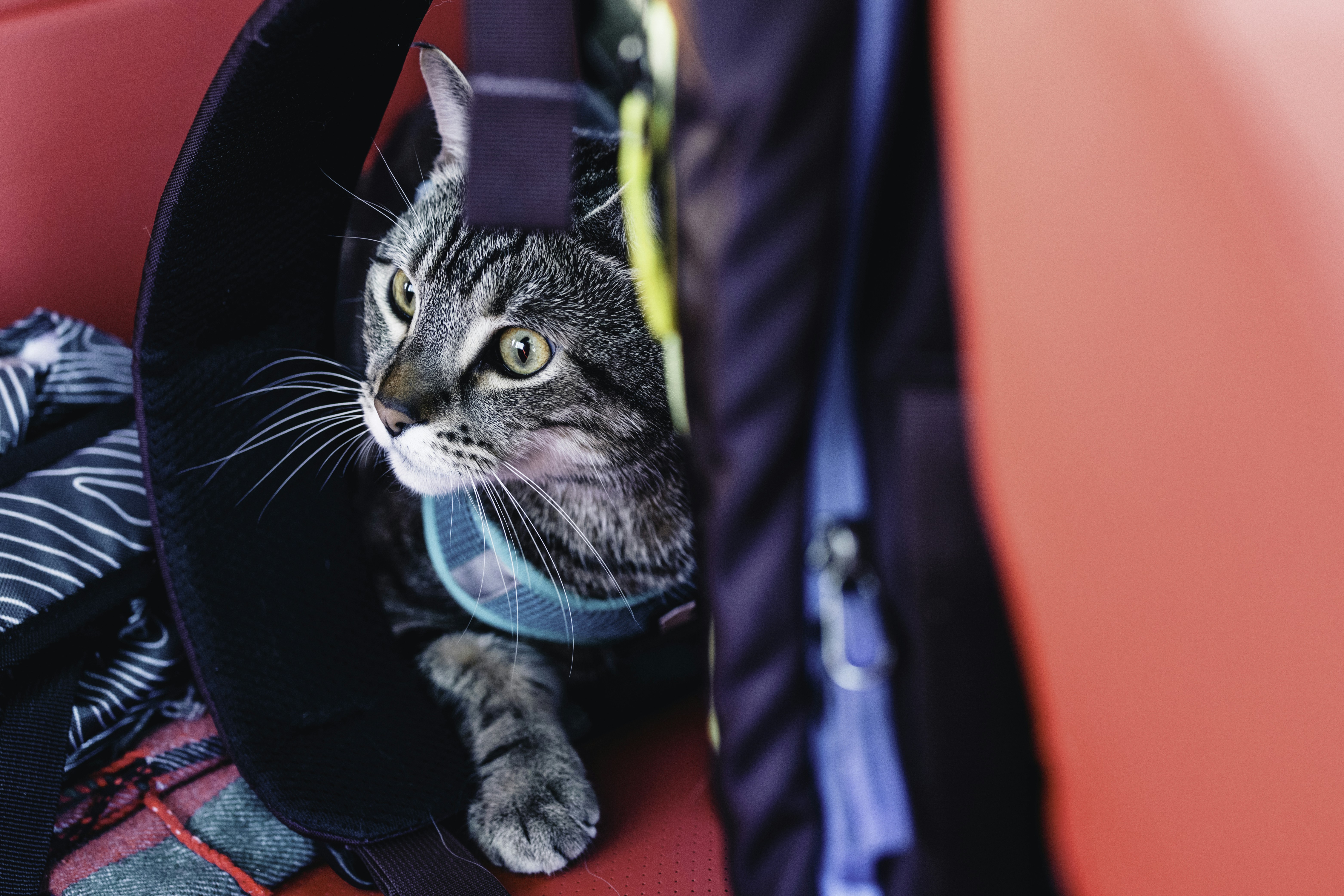Curious Cat Emerging from the Colorful Carriage