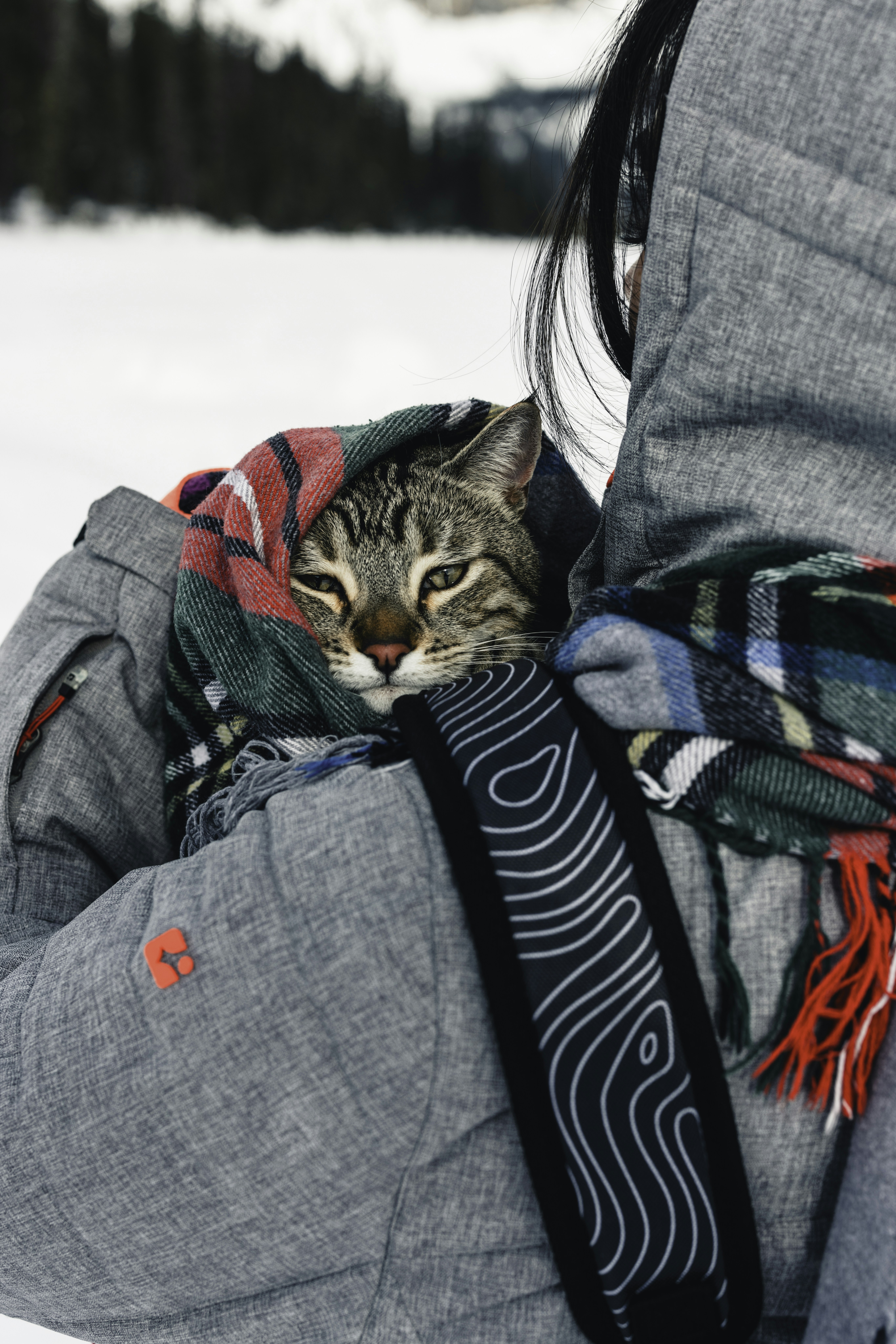 Winter Warmth: Tabby Snugly Nestled in a Woolen Scarf