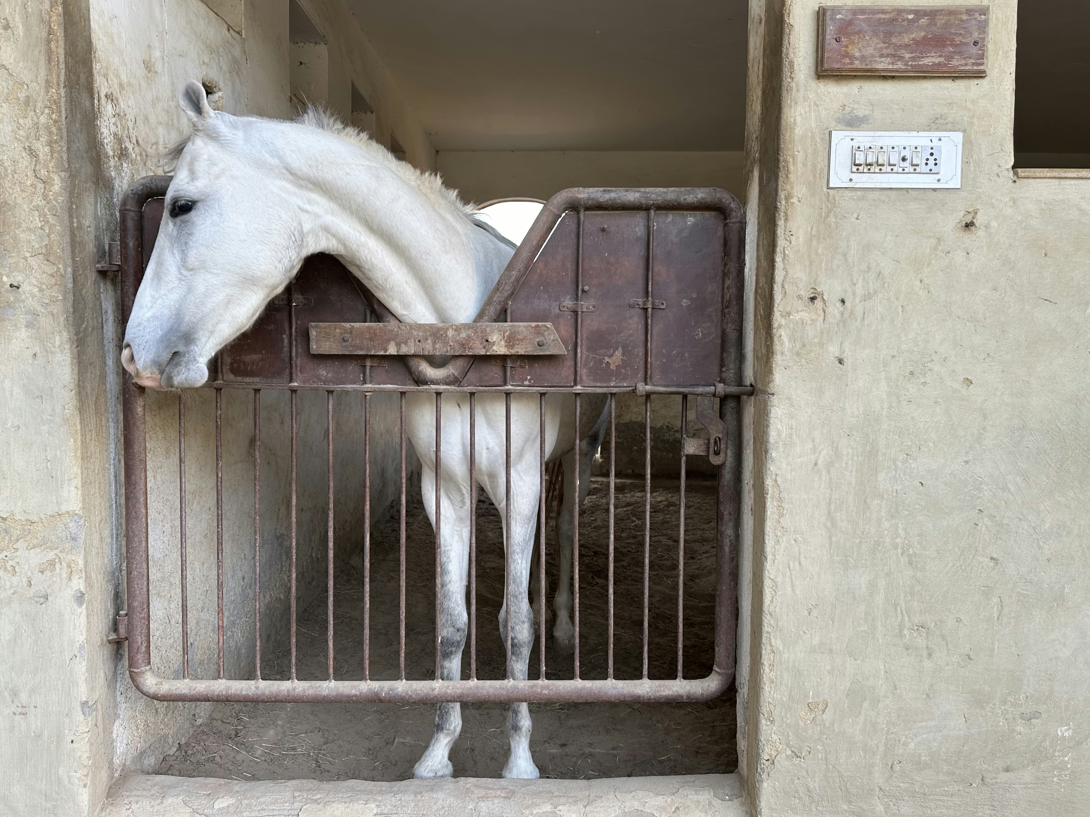 White horse peering from a stall through a rusty gate