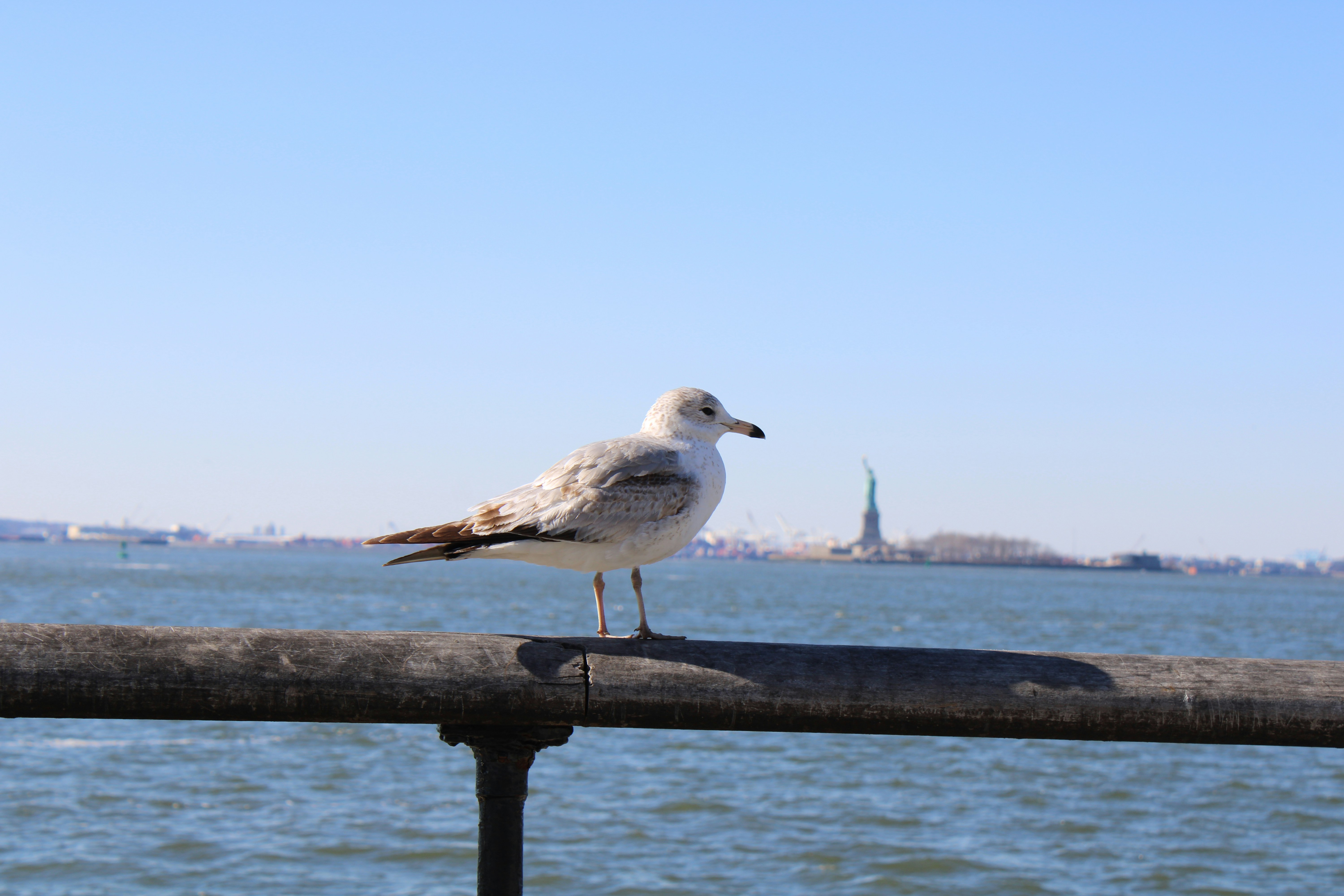 Harbor Perch: Seagull on a Rail with Liberty in the Distance