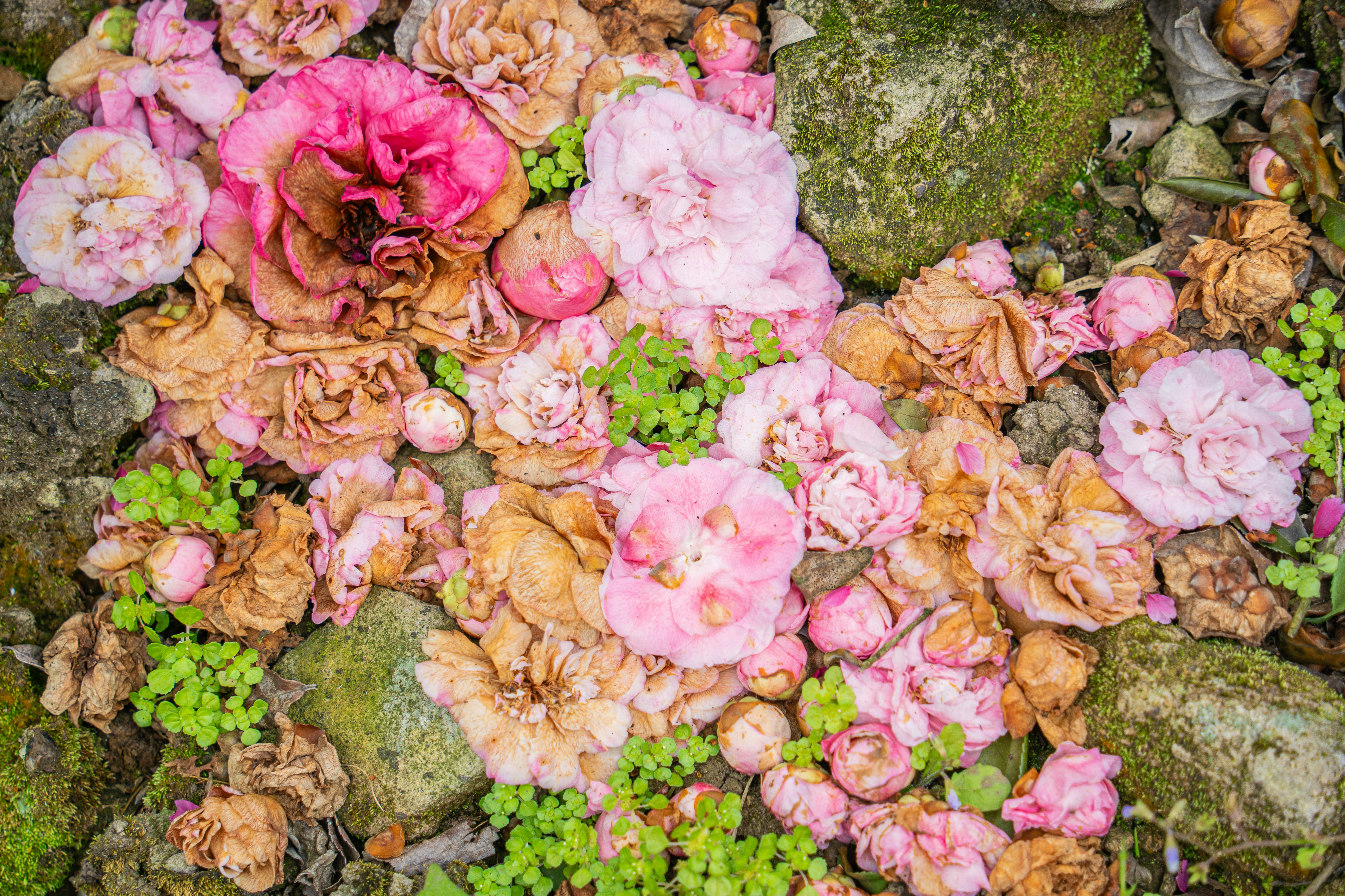 Pink Bloom Quilt on Mossy Cobblestones