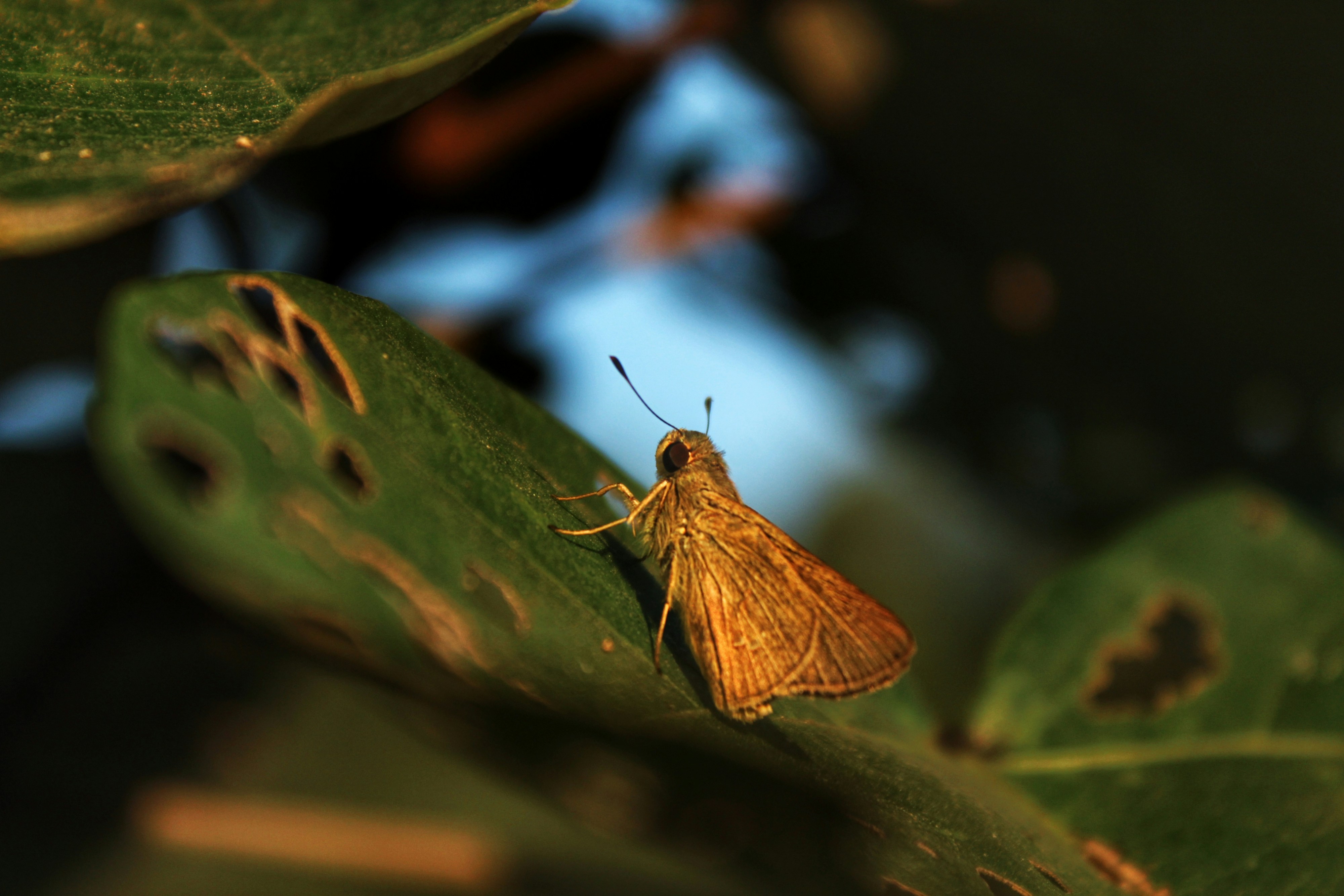 Amber-mantle moth resting on a sunlit leaf, a micro moment in warm shade