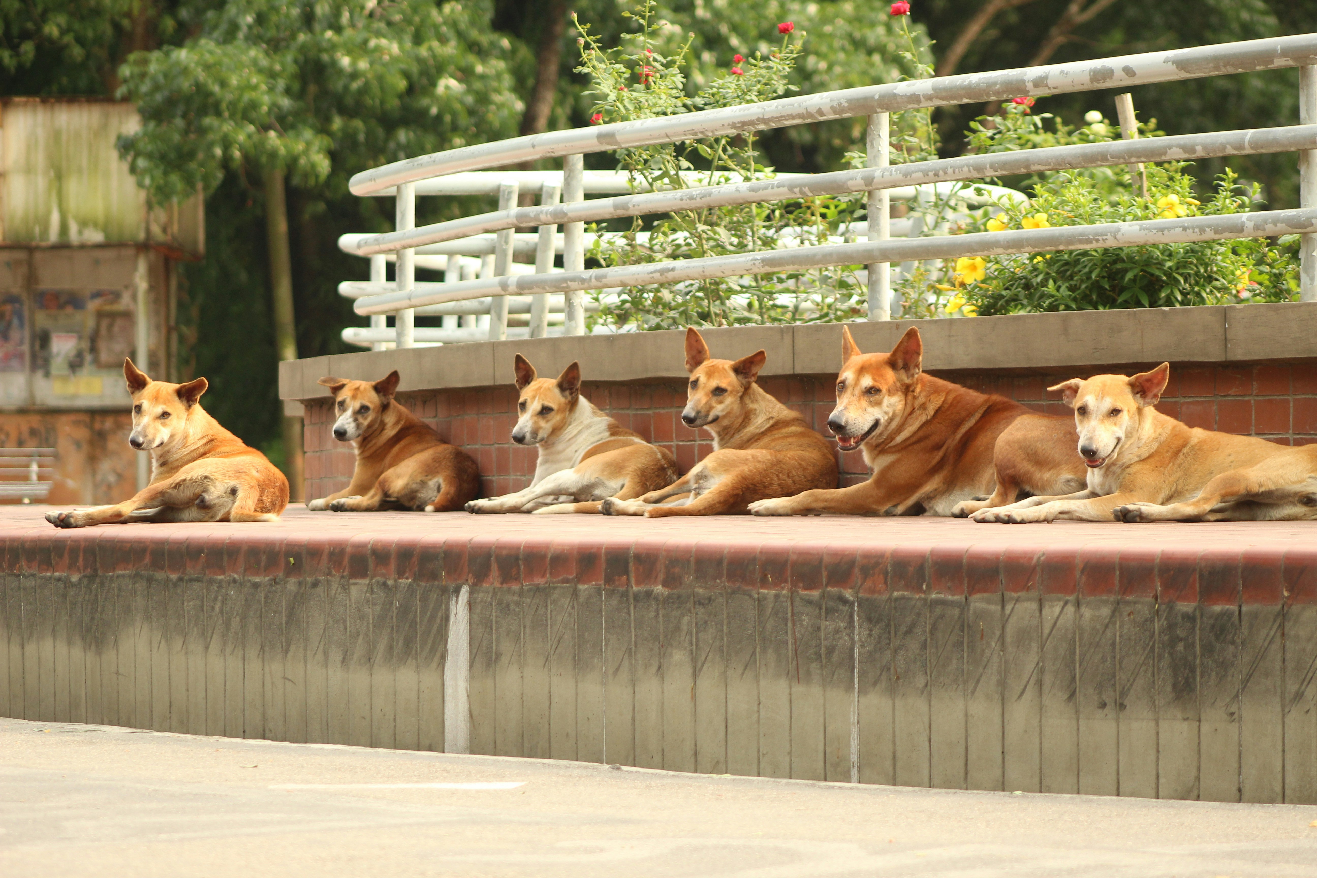 A group of dogs sitting on a ledge photo – Free Animal Image on Unsplash