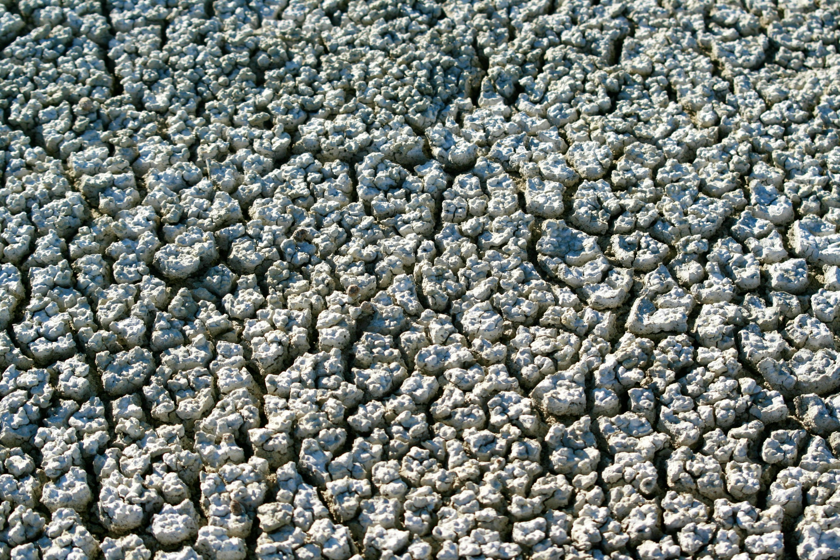 Desert's Fine Mosaic: Parched Clay Cracks in Quiet Light