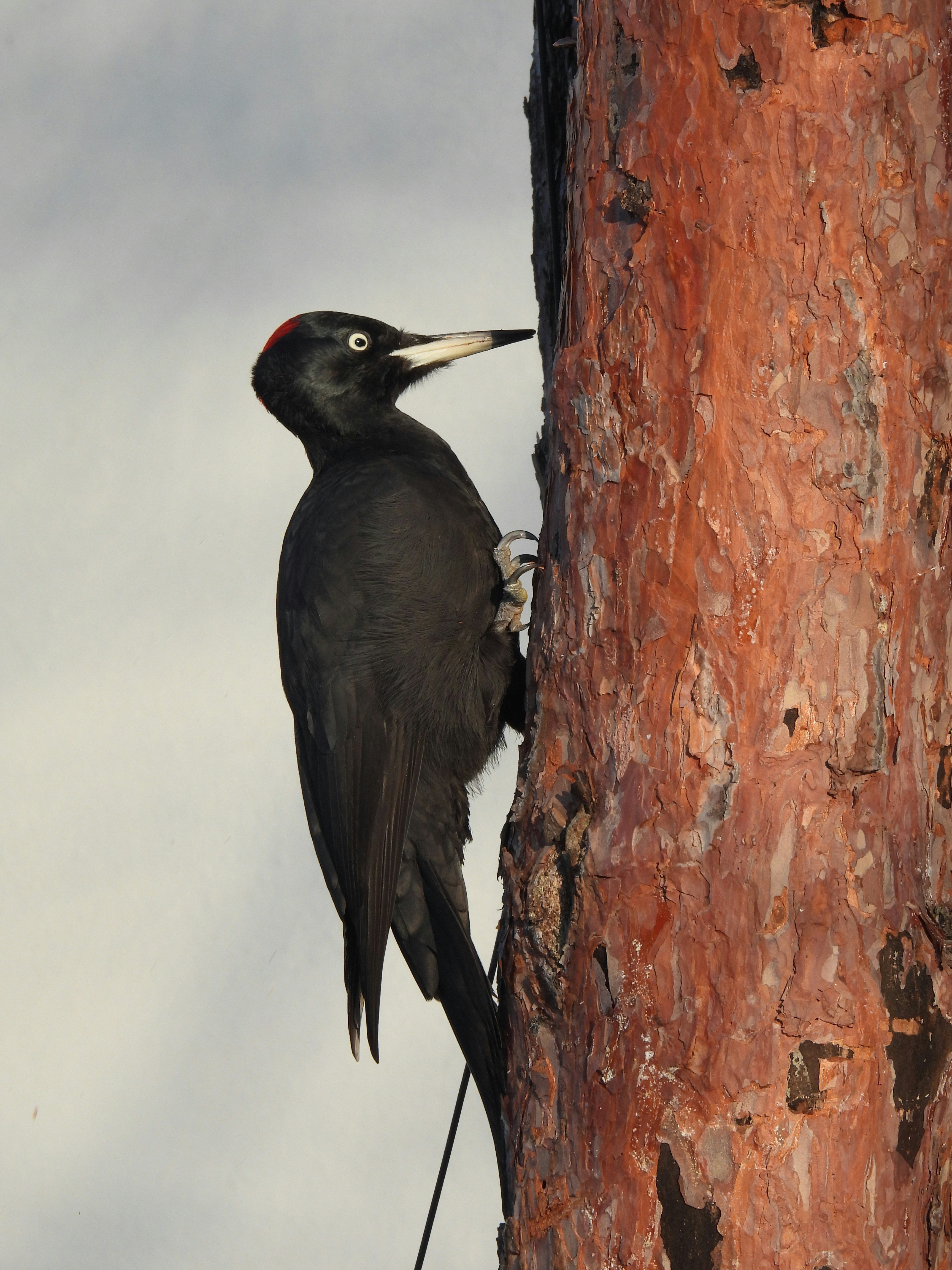 a black and white bird standing on a tree