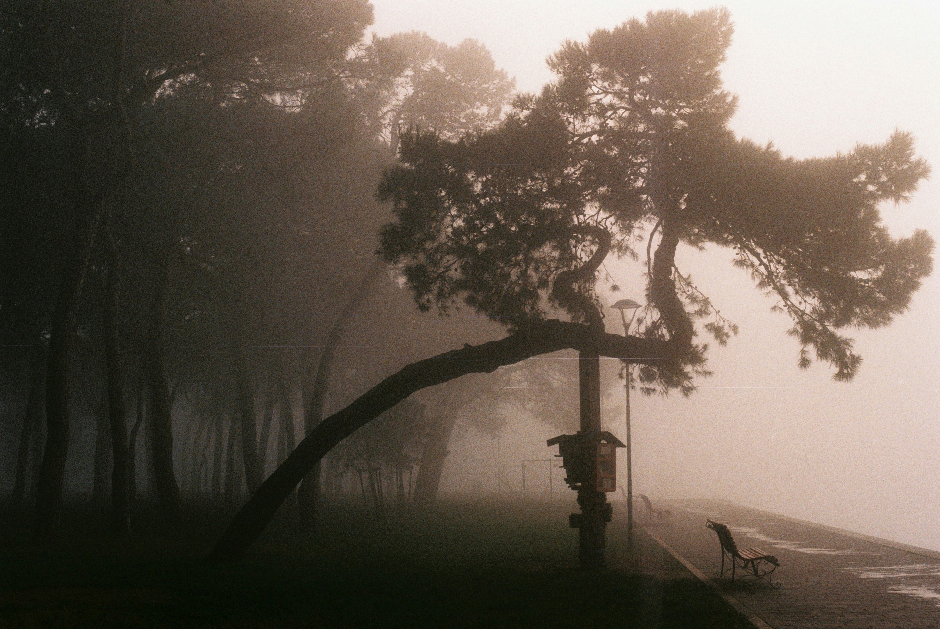 Leaning Arboreal Arc on a Misty Lakeside Promenade