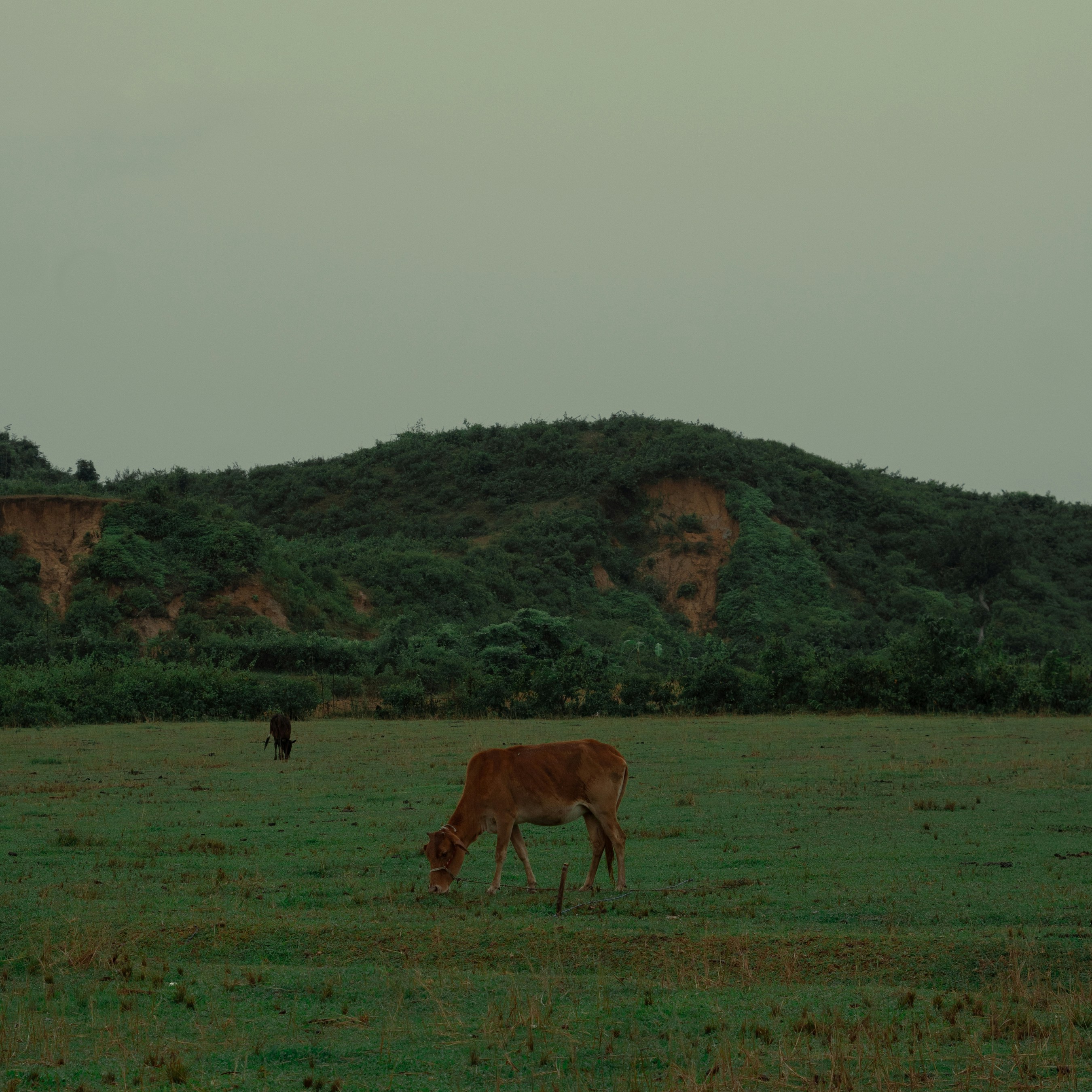 Grazing in a Verdant Canvas beneath a Quiet Hill