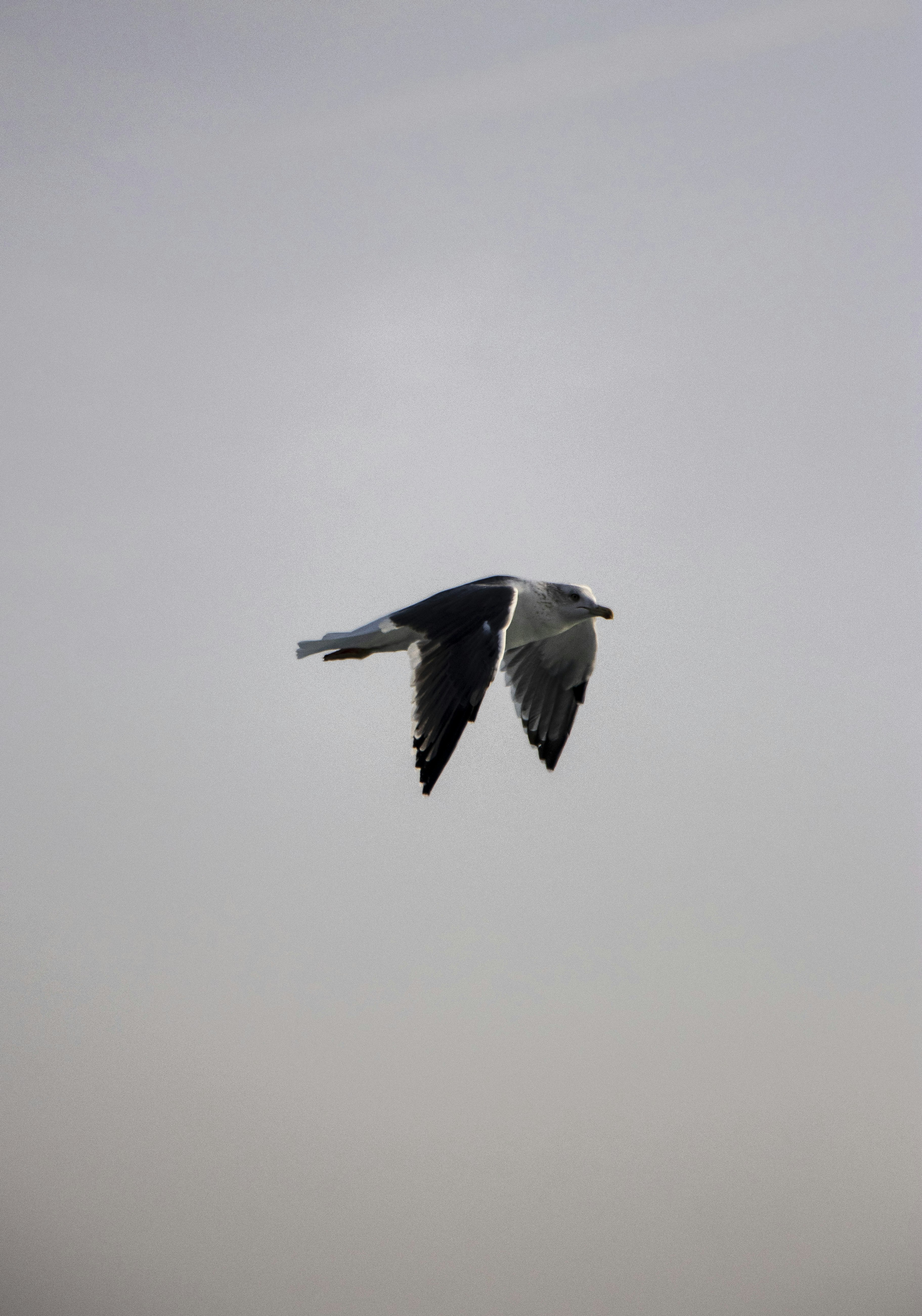 Midflight Gull Against a Quiet Pale Sky