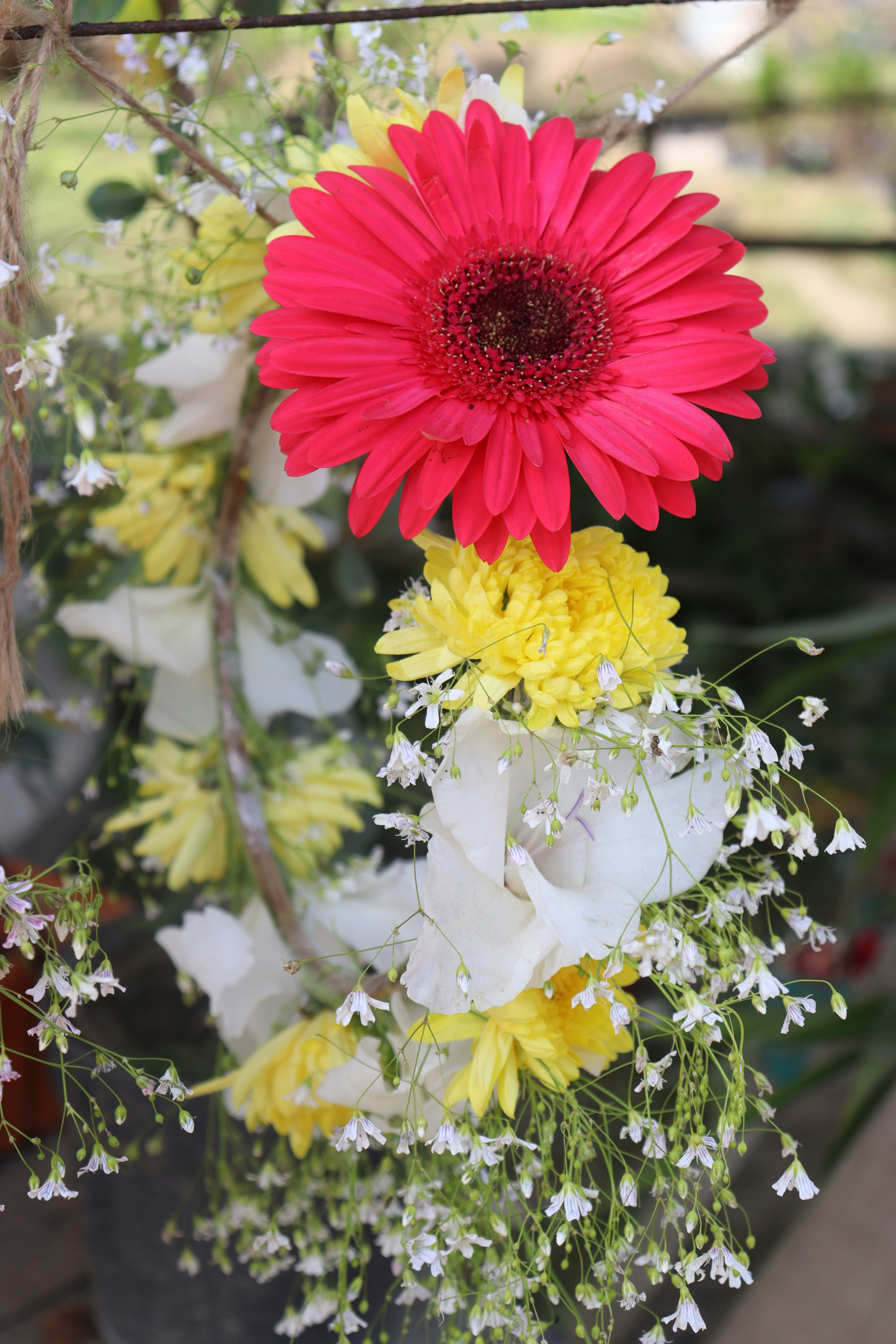 Crimson Gerbera Crowned by Yellow and White Lace