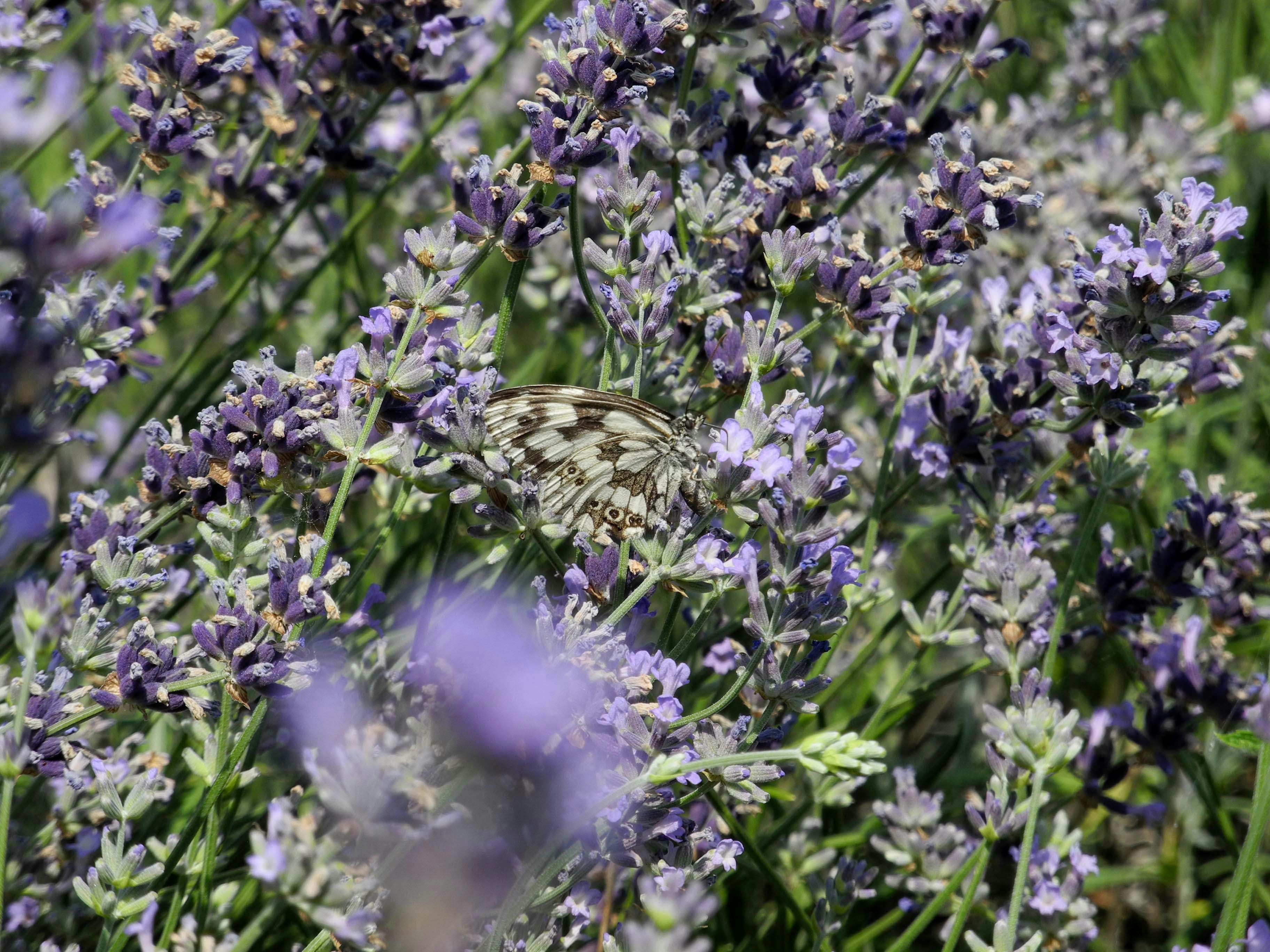 Close-up photograph of a butterfly perched among lavender blooms, highlighting intricate wing patterns and the plant's violet tones.