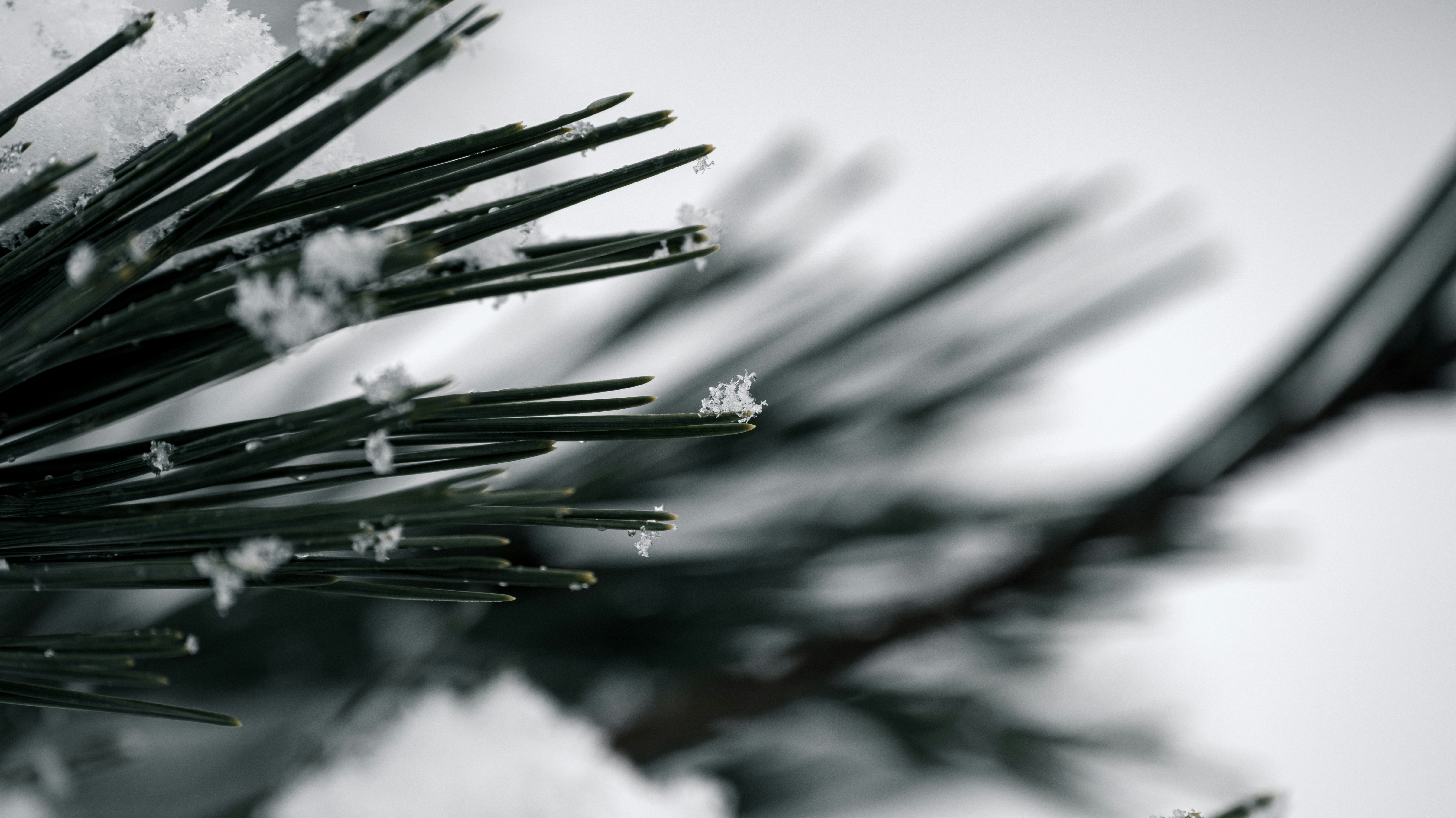 Snowflakes rest delicately on pine needles against a blurred background.