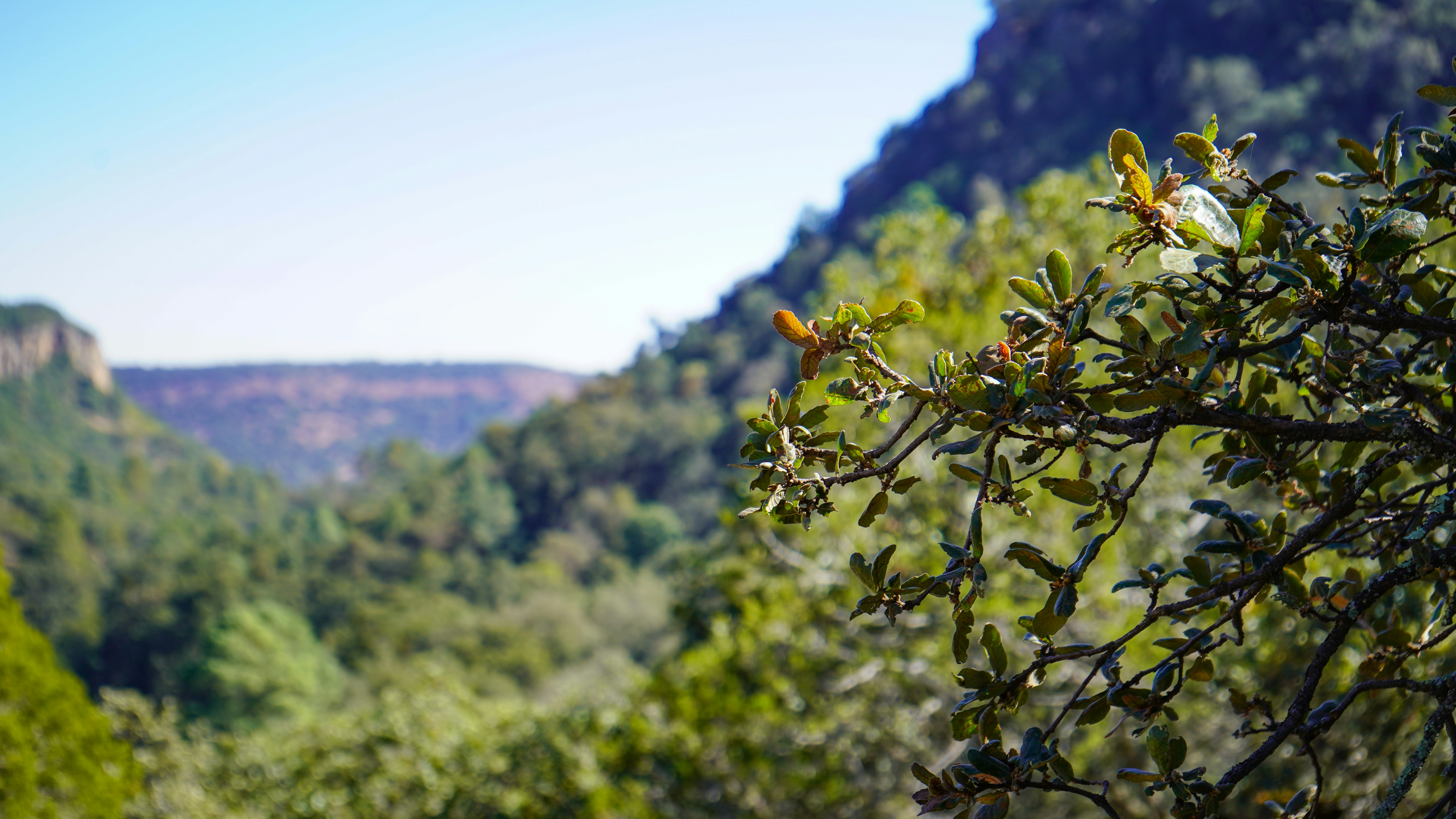 Close-up of tree branches with blurred forested hills in the background under a clear sky.