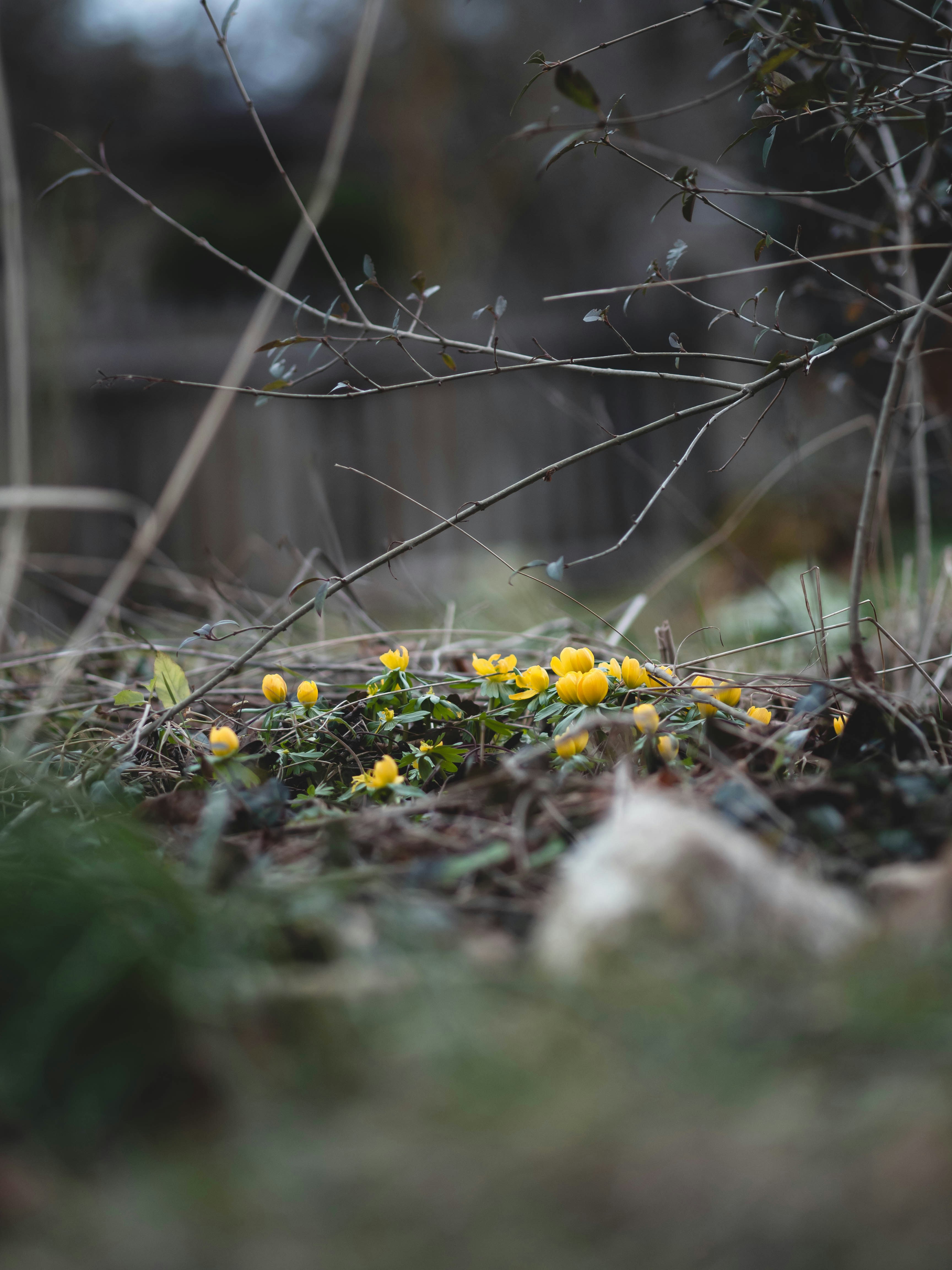 Ground-Level Gold: A Patch of Yellow Blooms Reclaim the Bed Beneath Bare Branches