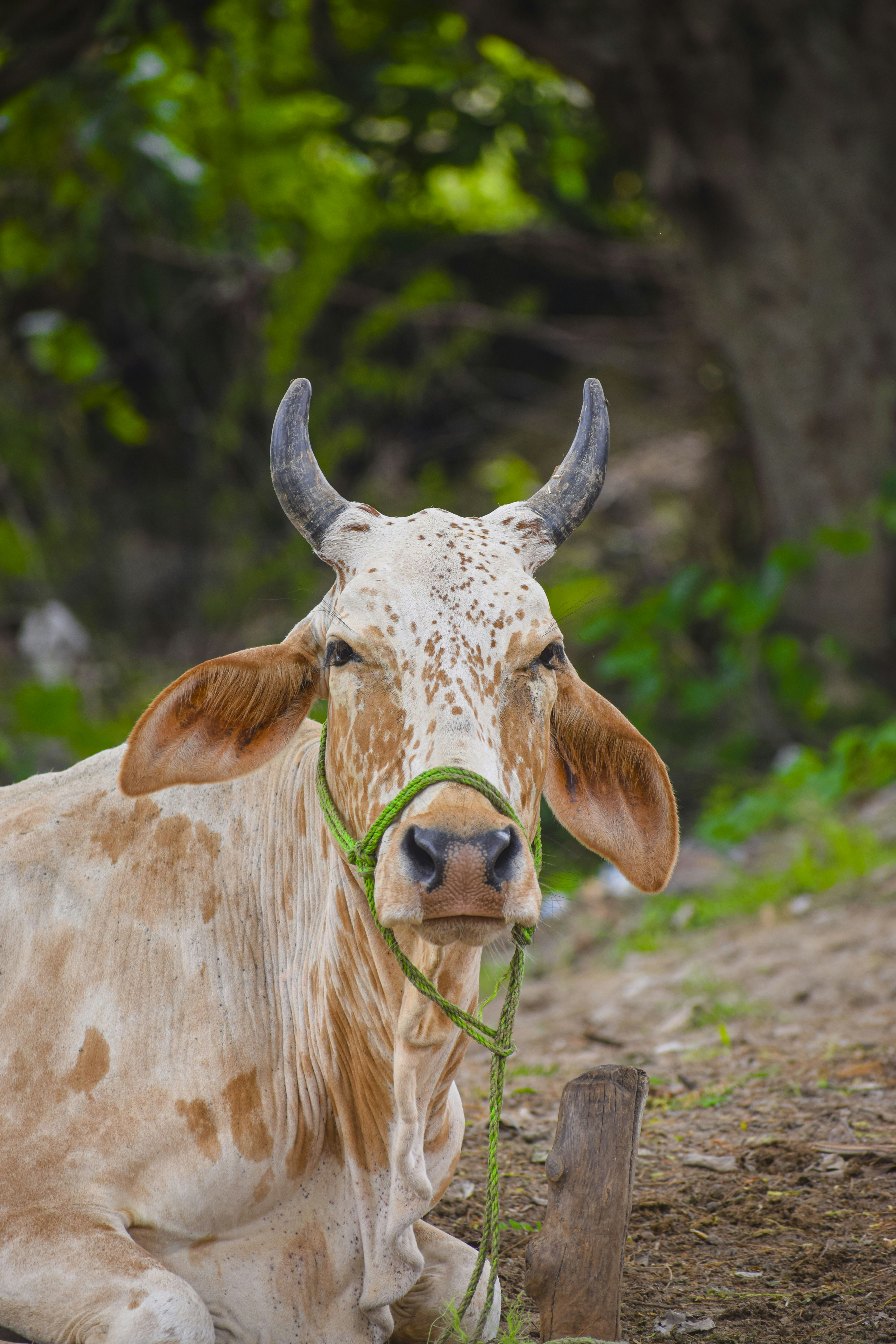 Indian Cow