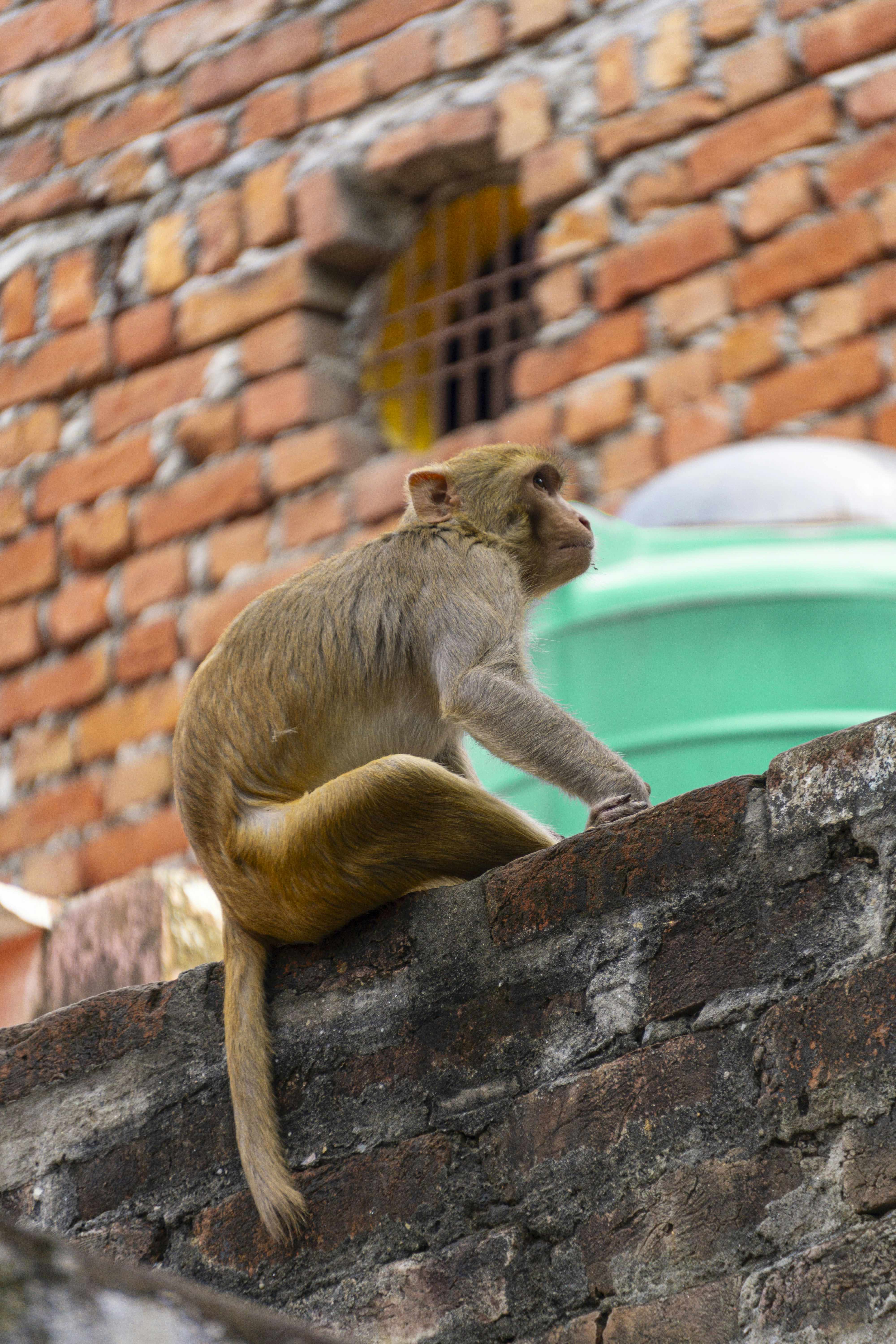 Sun-Warmed Perch: A Macaque Surveys an Urban Brick Wall