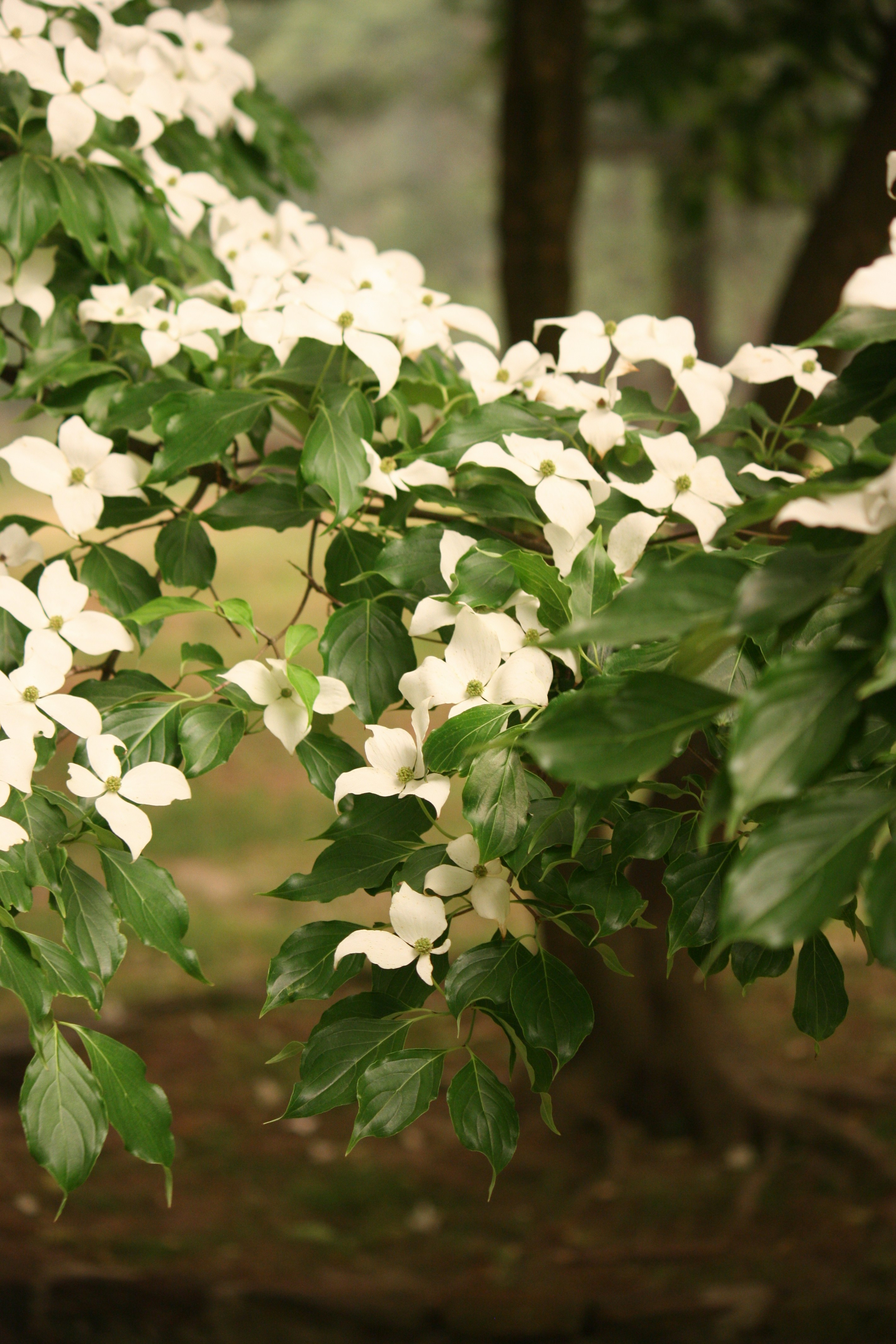 a tree with white flowers and green leaves
