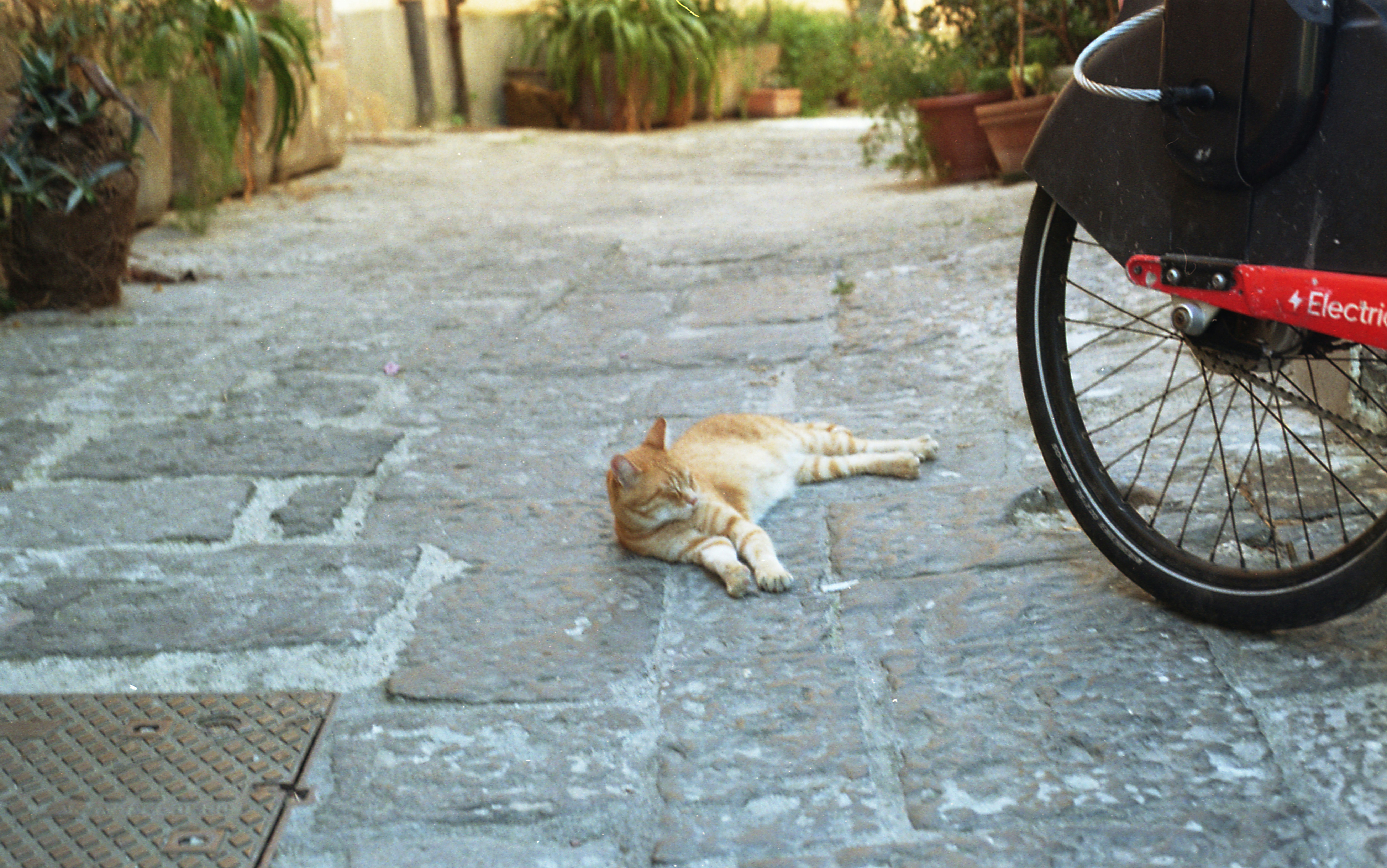 Ginger cat resting on a sunlit cobblestone path beside a bicycle wheel.