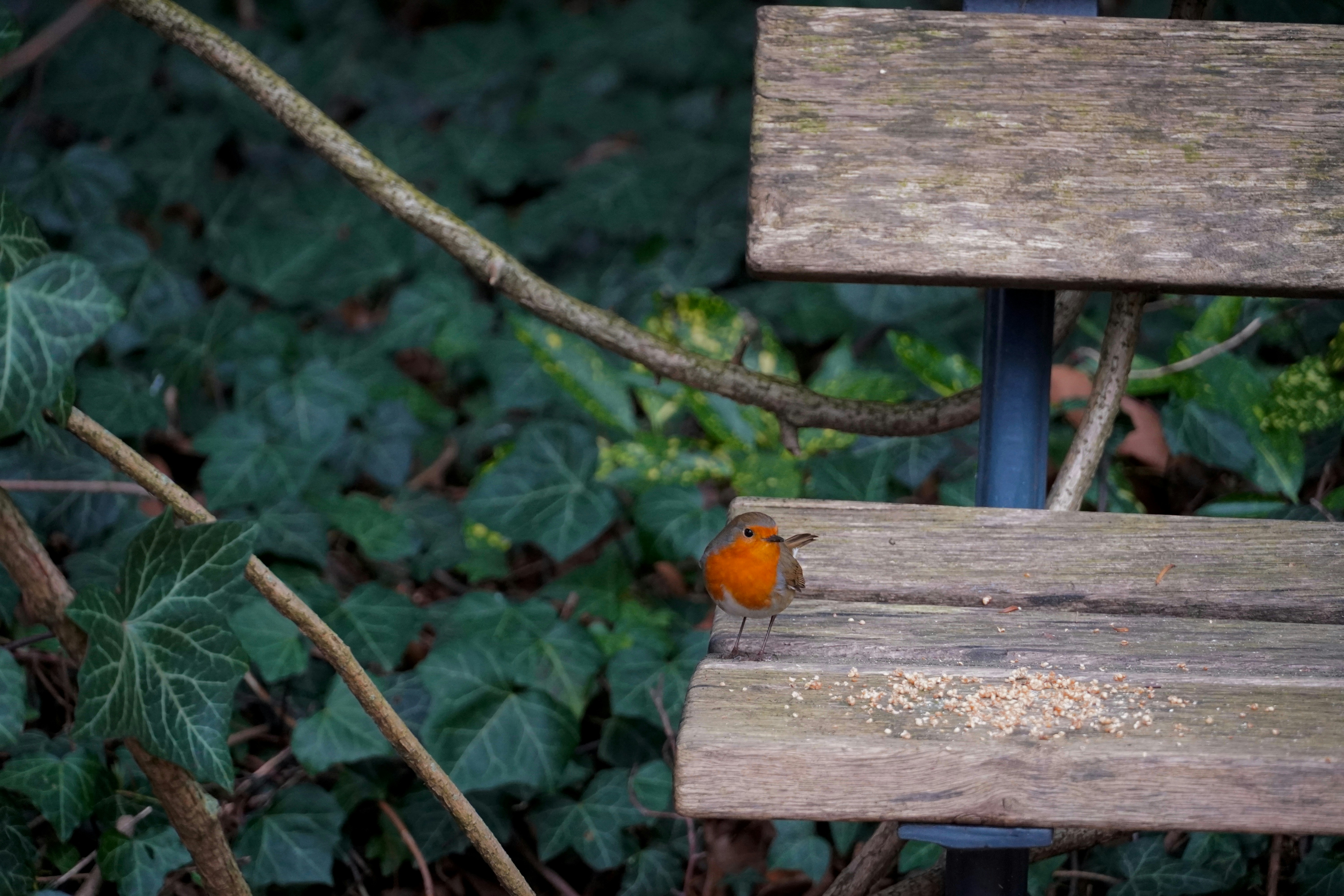 Red-breasted Moment on a Weathered Garden Bench