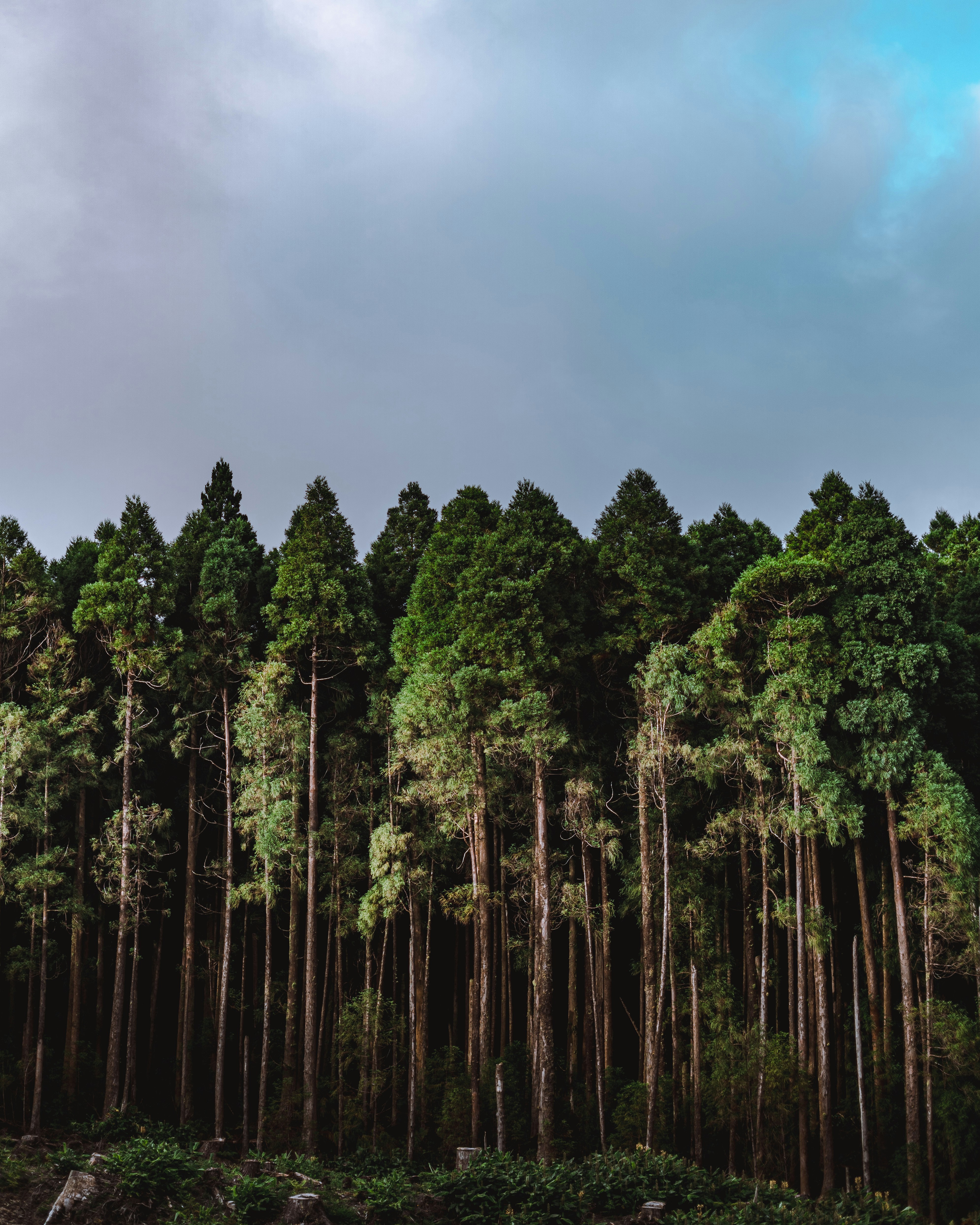 pine wall in the middle of the forest | a row of tall trees in a forest