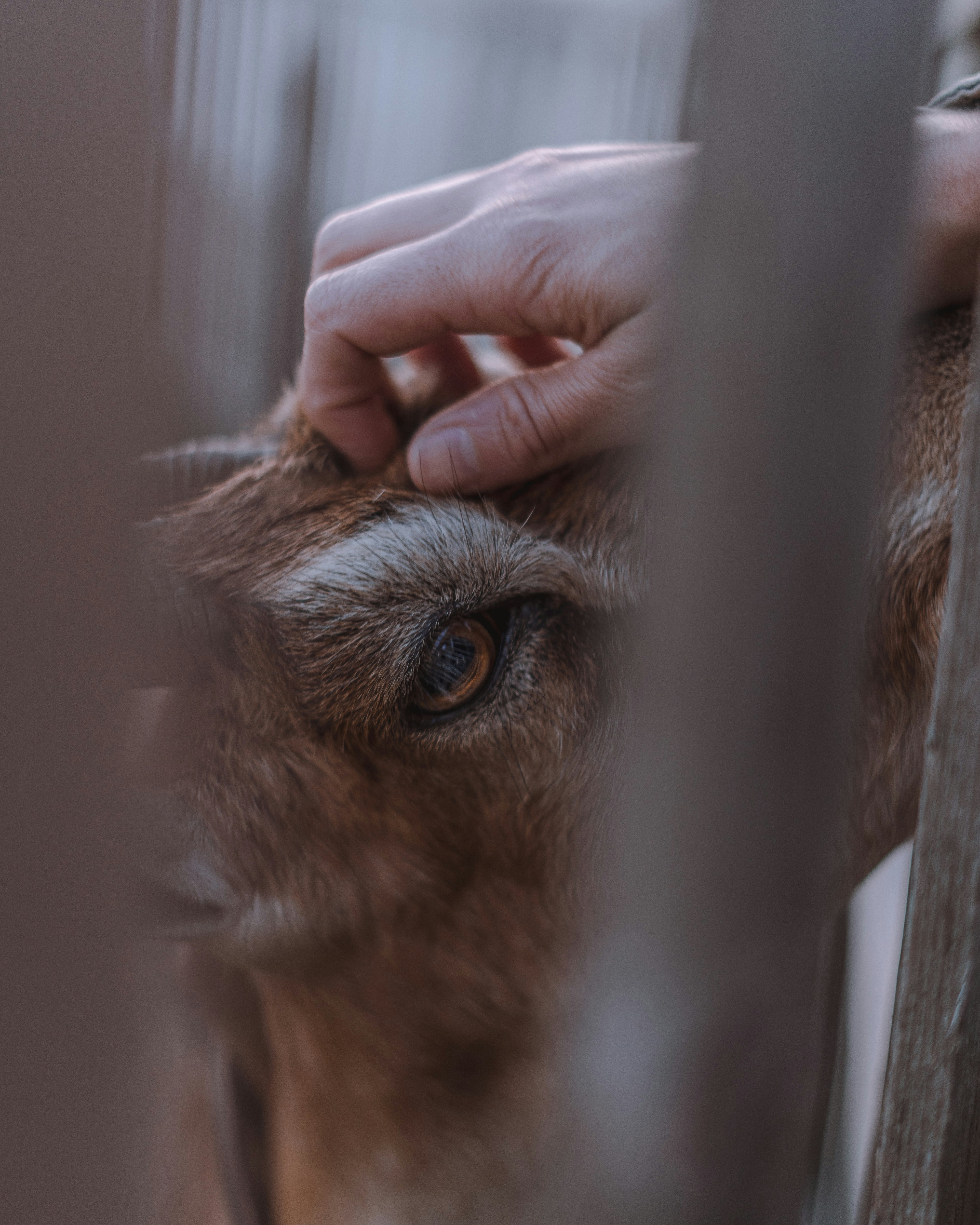 Through the Slats: A Quiet Gaze and Gentle Touch on a Dog