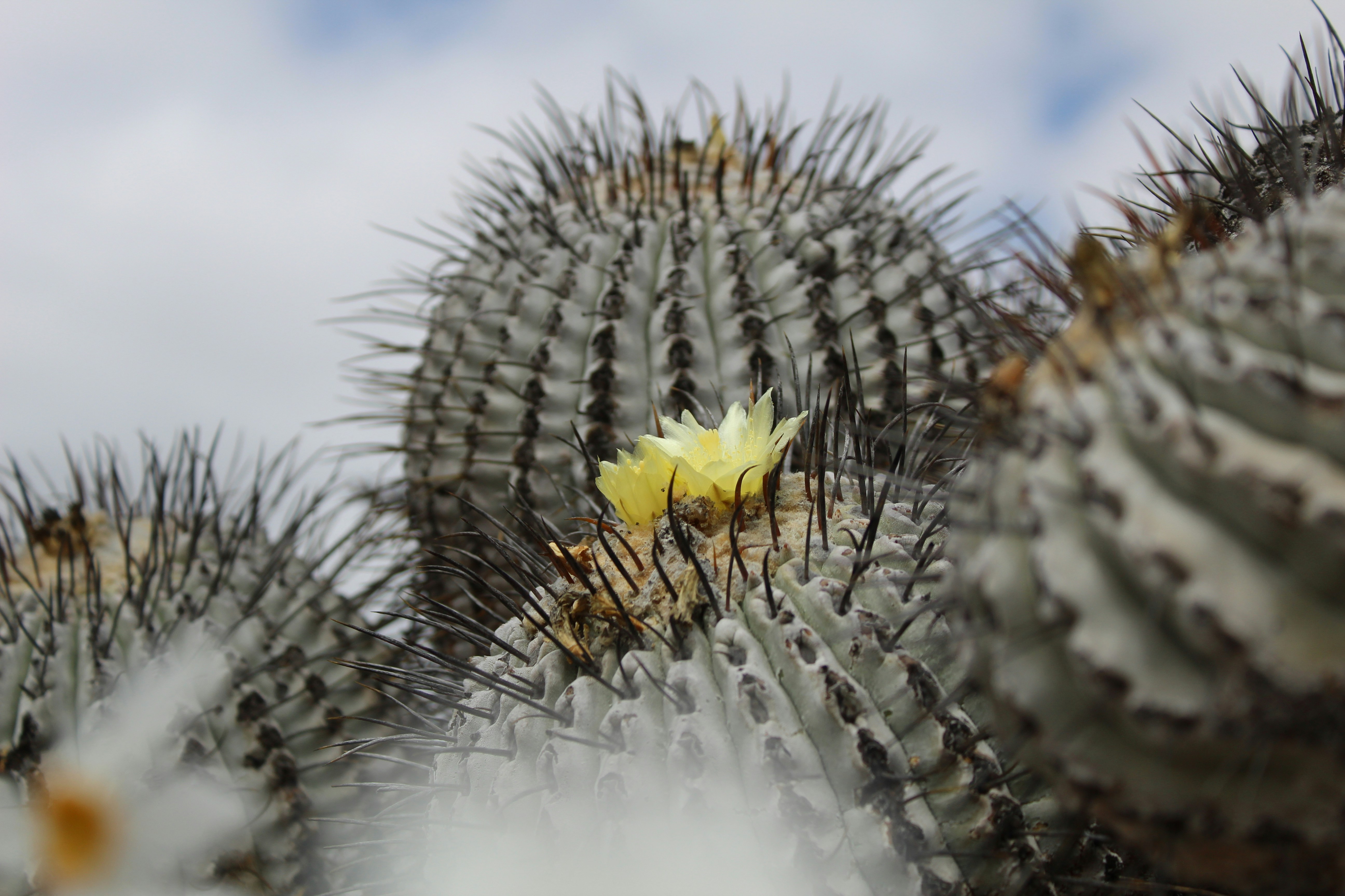 Golden Bloom Amid Armored Spines: Macro Portrait of a Desert Cactus