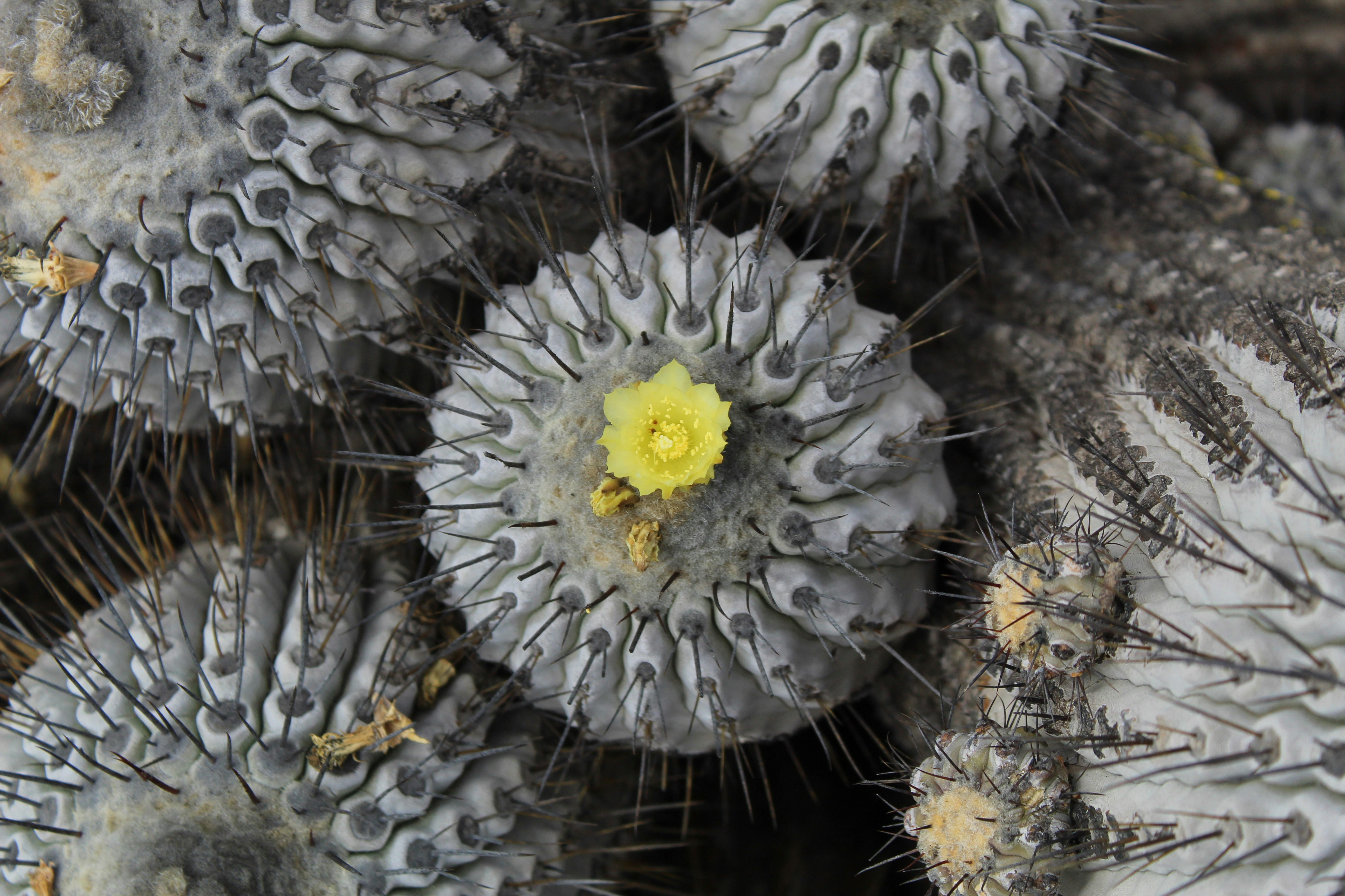 Yellow Bloom Crowned by a Sea of Cactus Spines