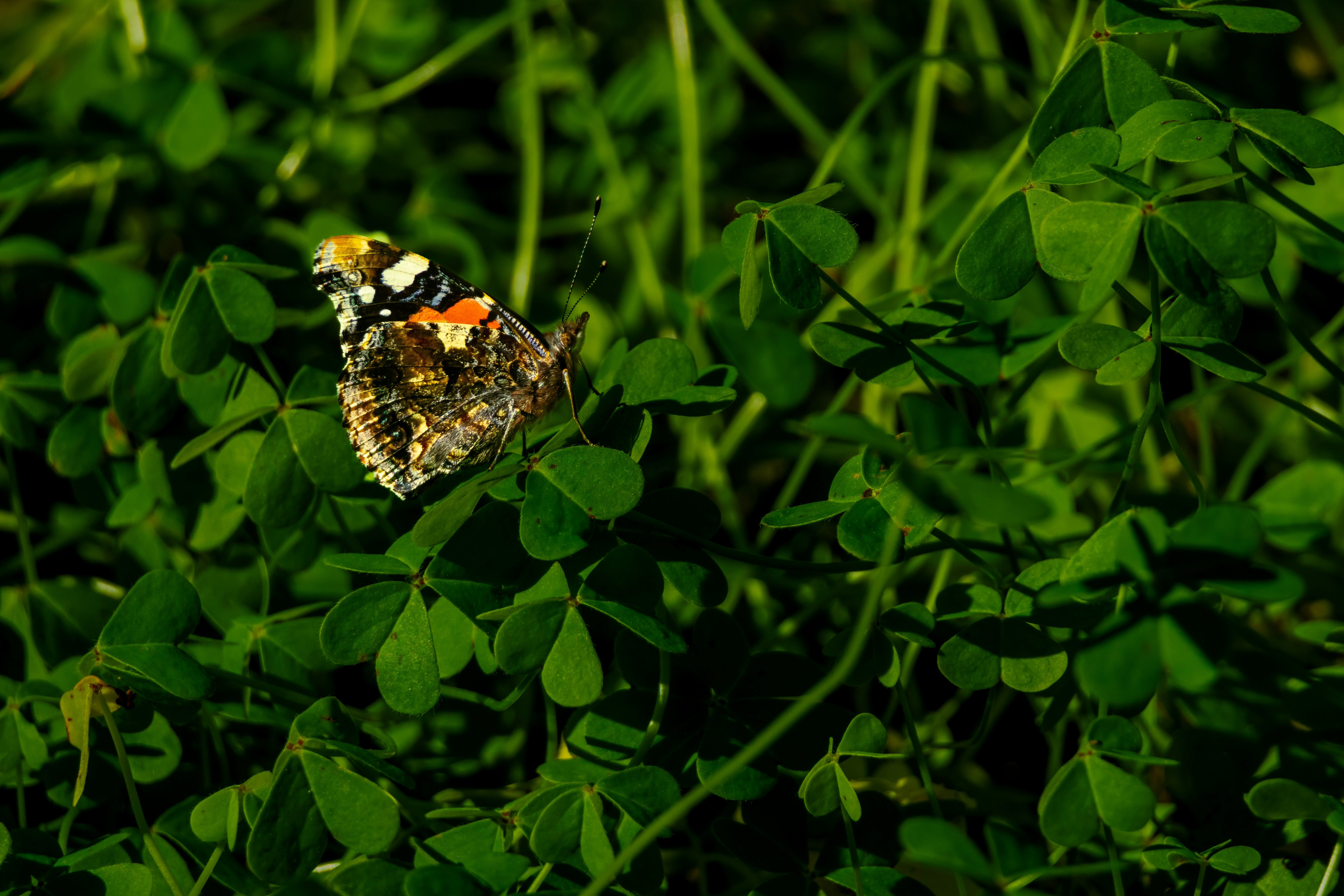 Buttterfly Pictures | Download Free Images on Unsplash