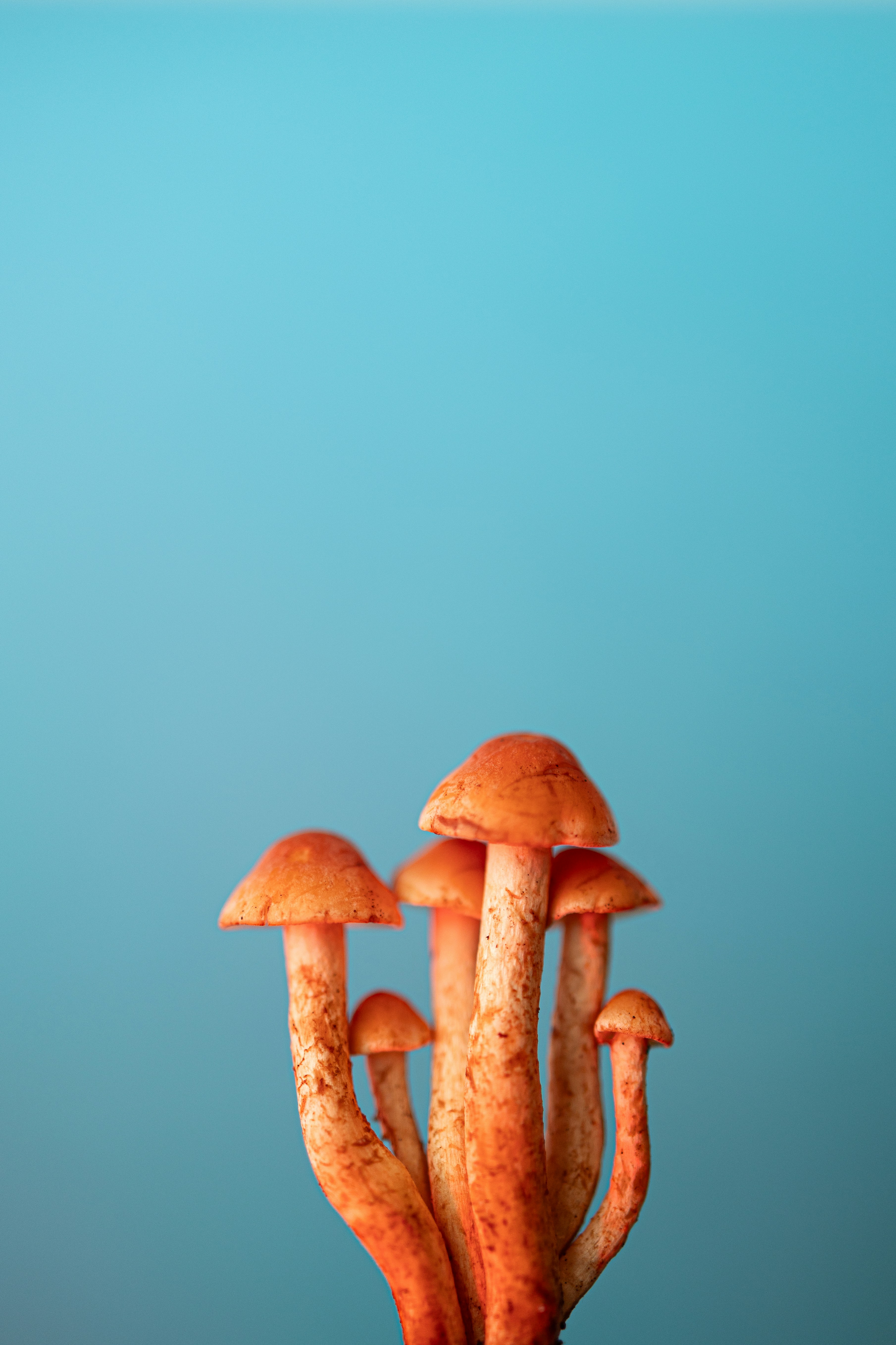 Coral-like orange mushrooms rise against a tranquil teal gradient