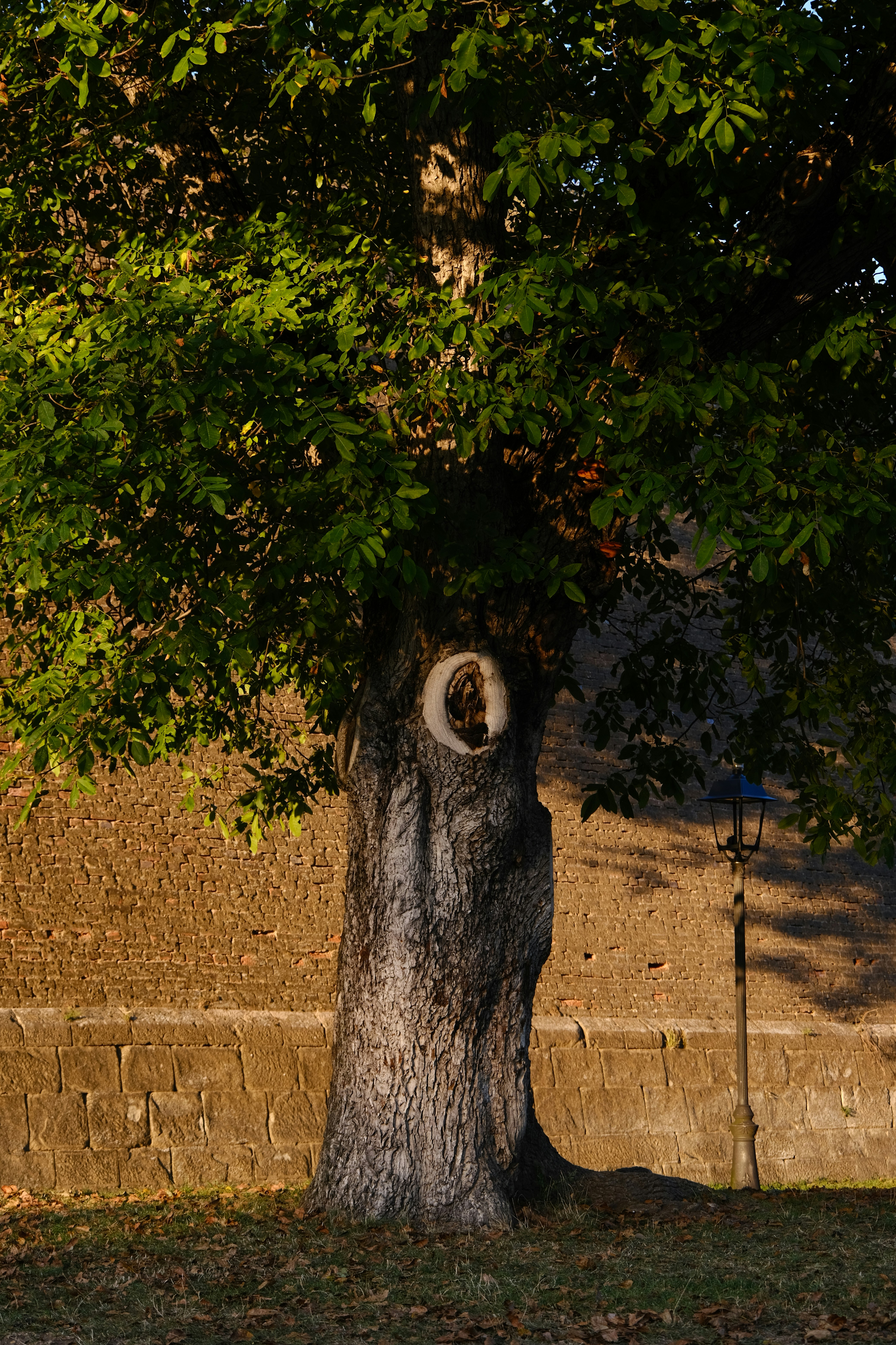 A tree with a hole in the middle of it photo – Free Tree trunk Image on ...